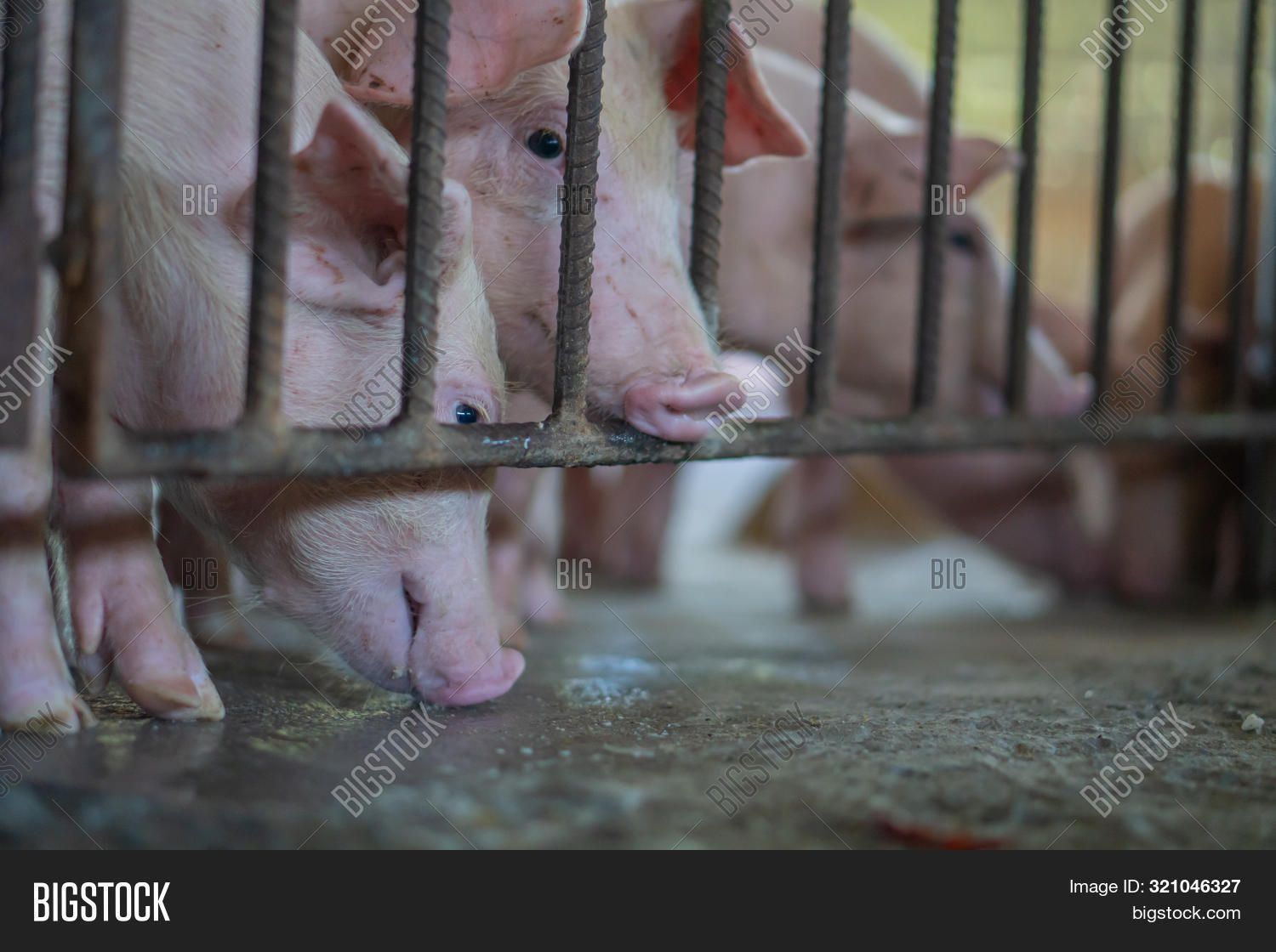Group Pig That Looks Image & Photo (Free Trial) | Bigstock