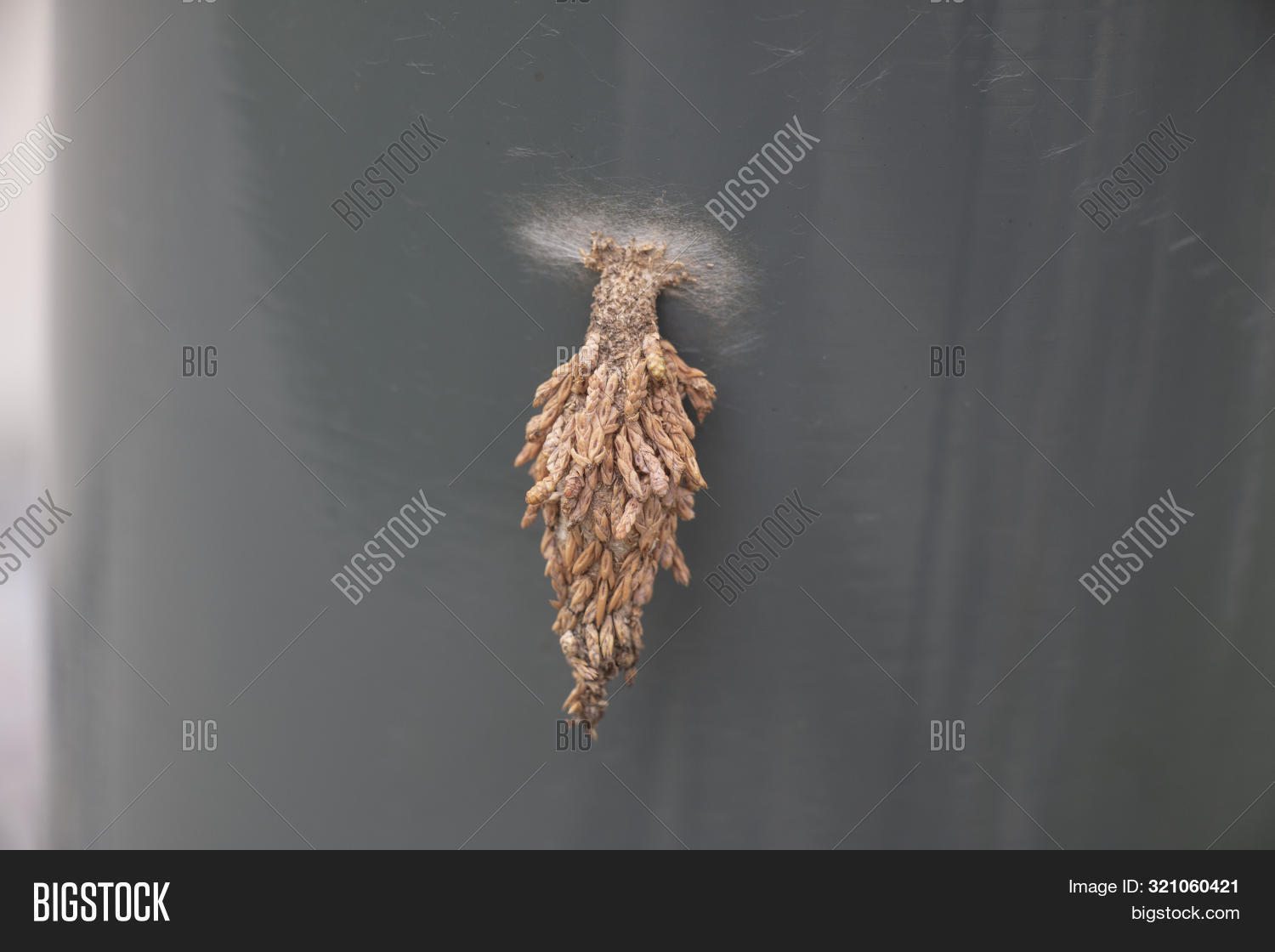 Bagworm Moth Cocoon Image & Photo (Free Trial) | Bigstock