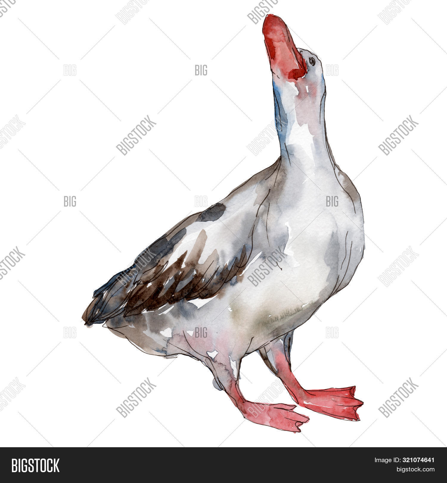 Goose Farm Animal Image & Photo (Free Trial) | Bigstock