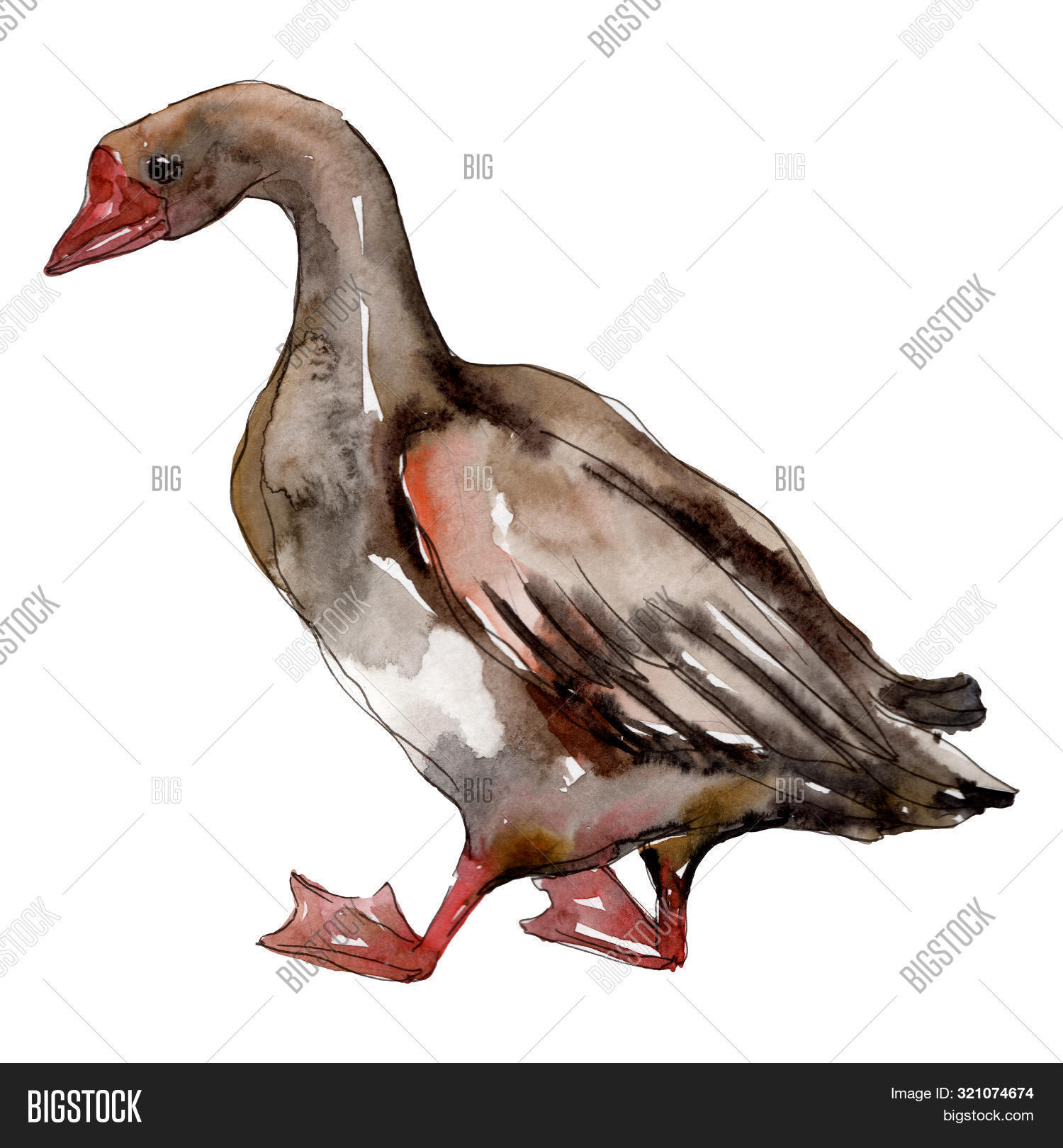 Goose Farm Animal Image & Photo (Free Trial) | Bigstock
