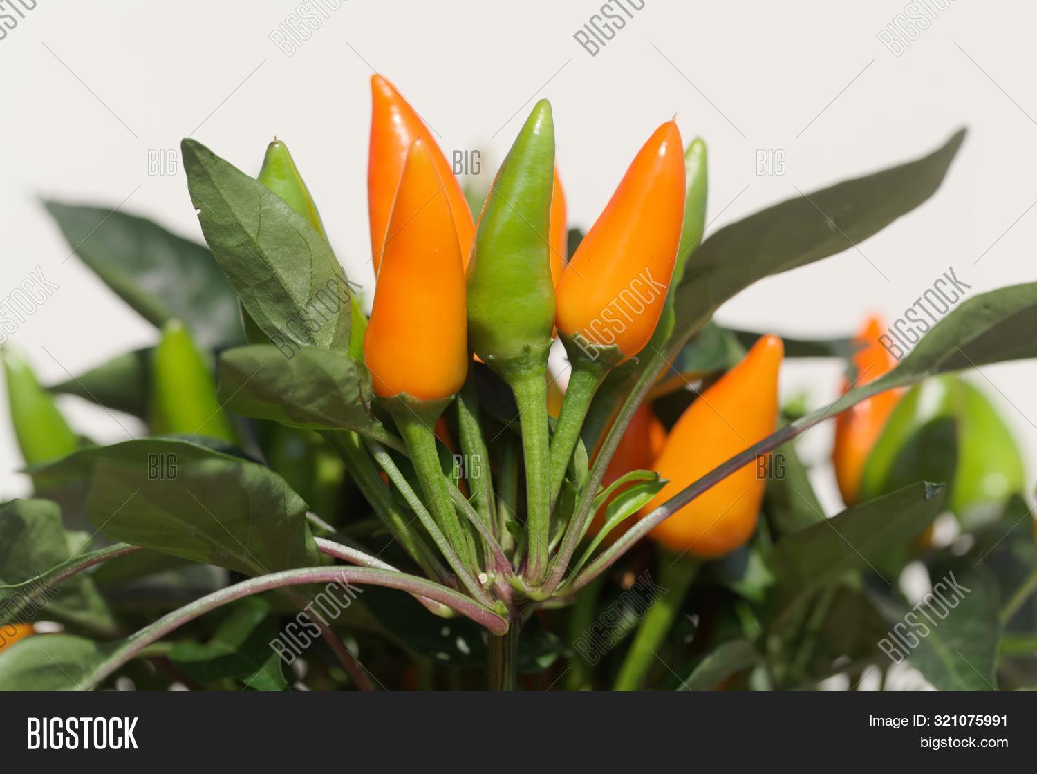 Small Pepper Fruits, Image & Photo (Free Trial) | Bigstock