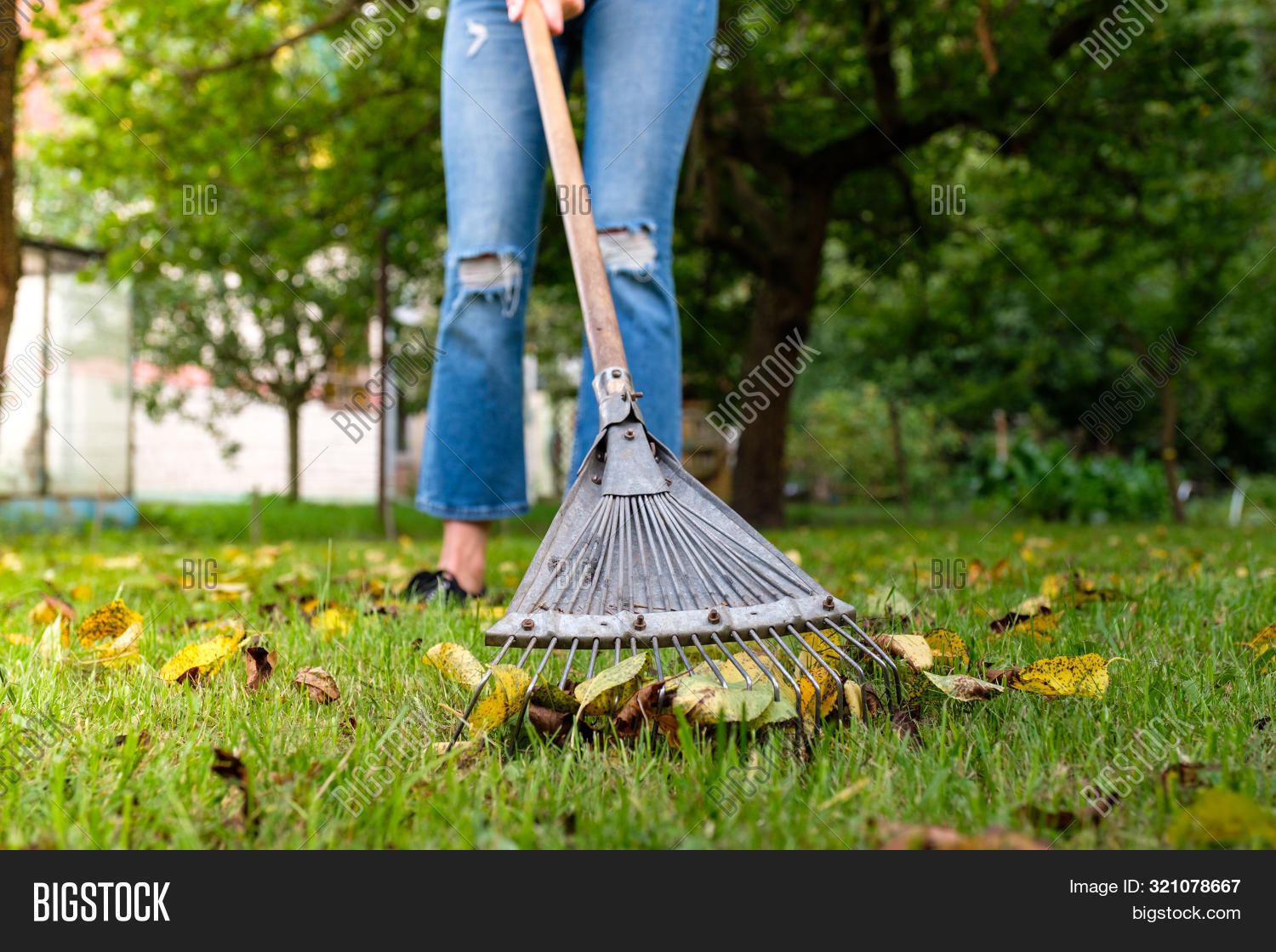 Raking Fallen Leaves Image & Photo (Free Trial) | Bigstock
