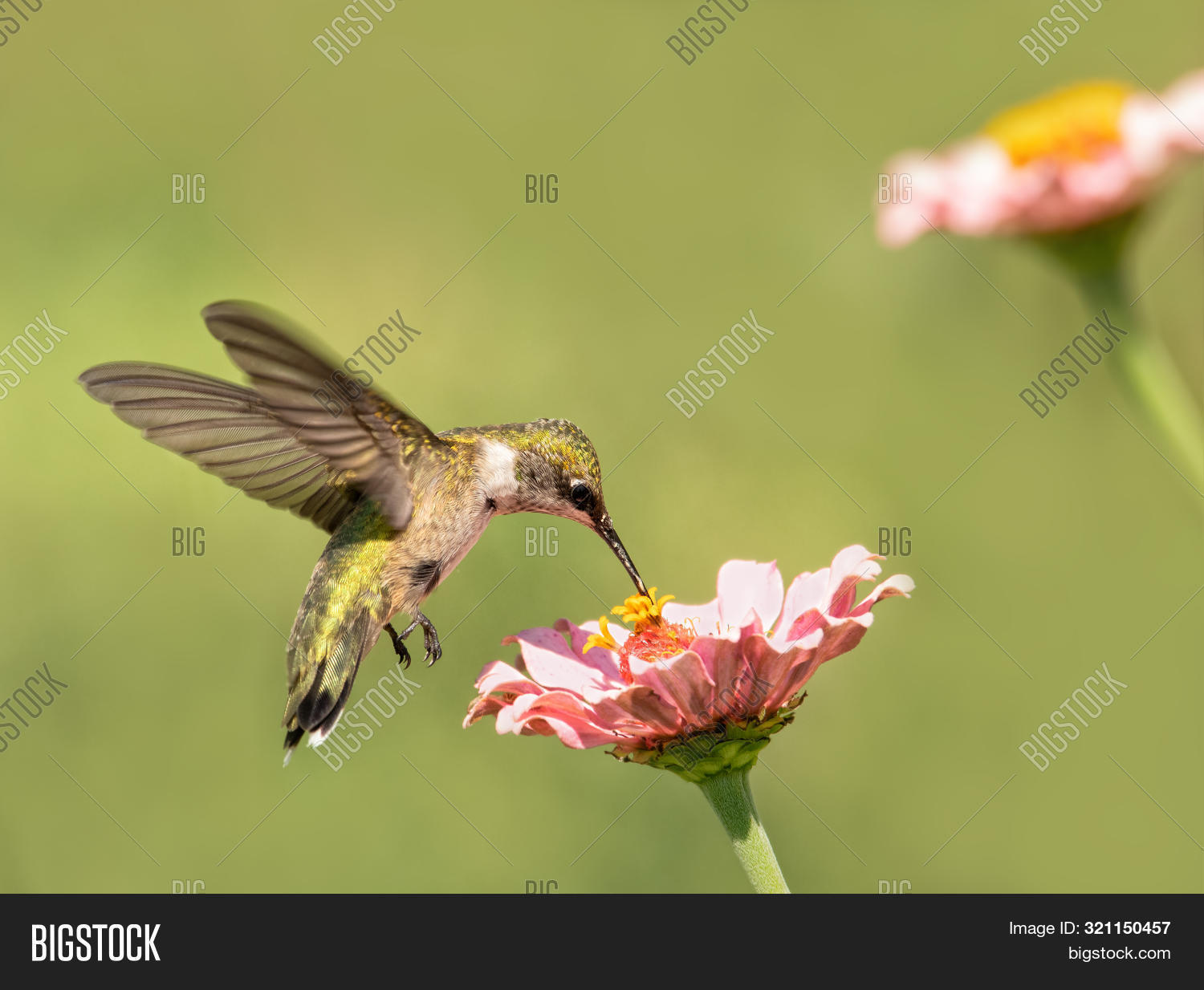 Archilochus Colubris, Image & Photo (Free Trial) | Bigstock