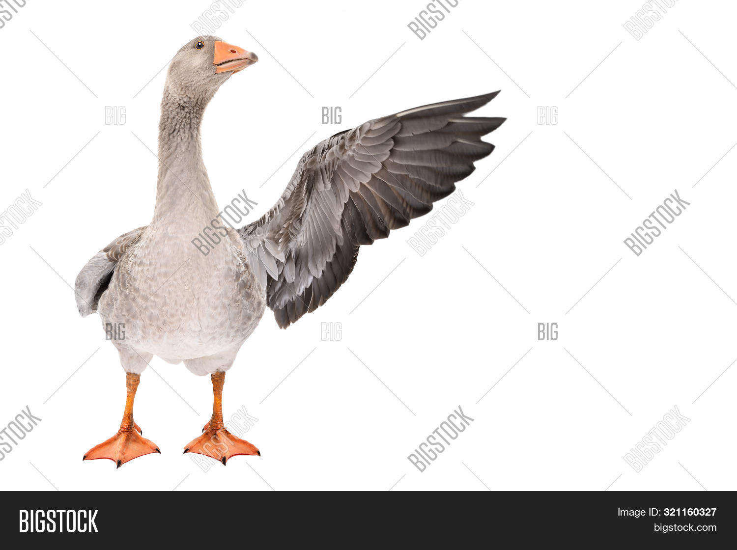 Goose Points Wing Side Image & Photo (Free Trial) | Bigstock