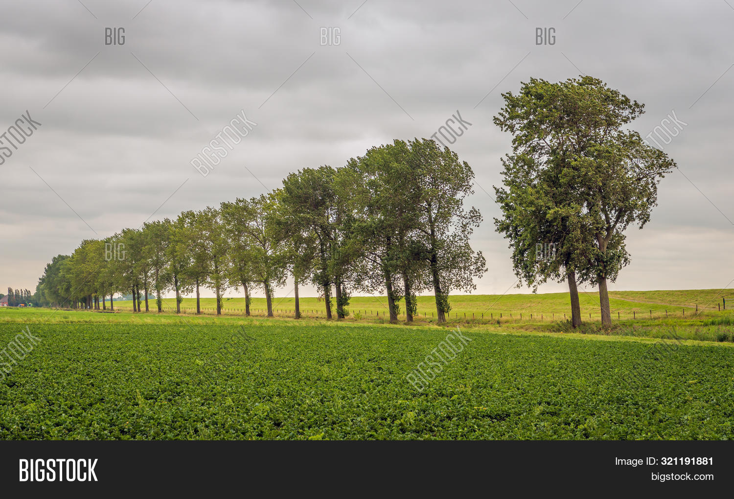 Dutch Field Endive Image & Photo (Free Trial) | Bigstock