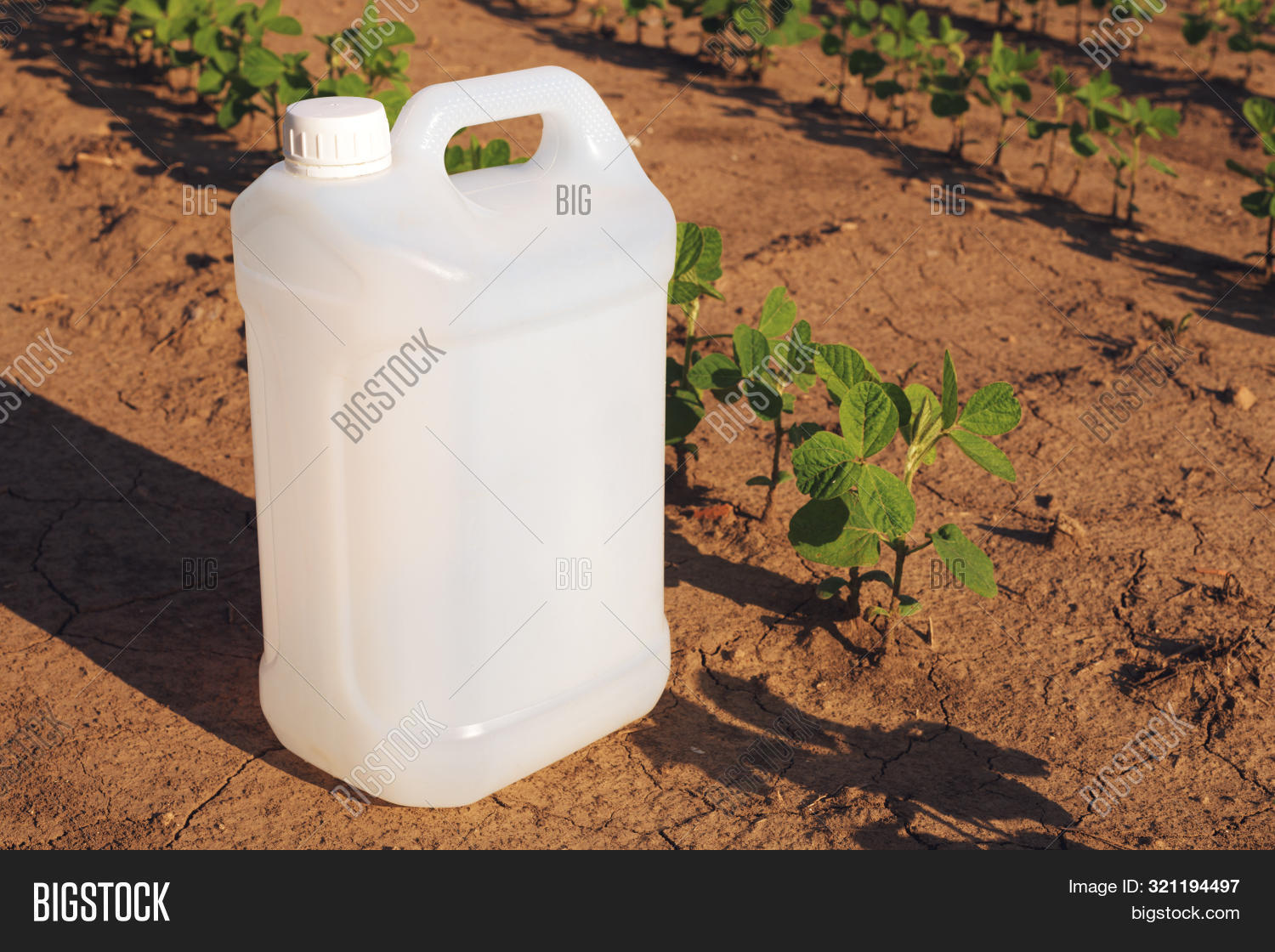 Soybean Crop Image & Photo (Free Trial) | Bigstock