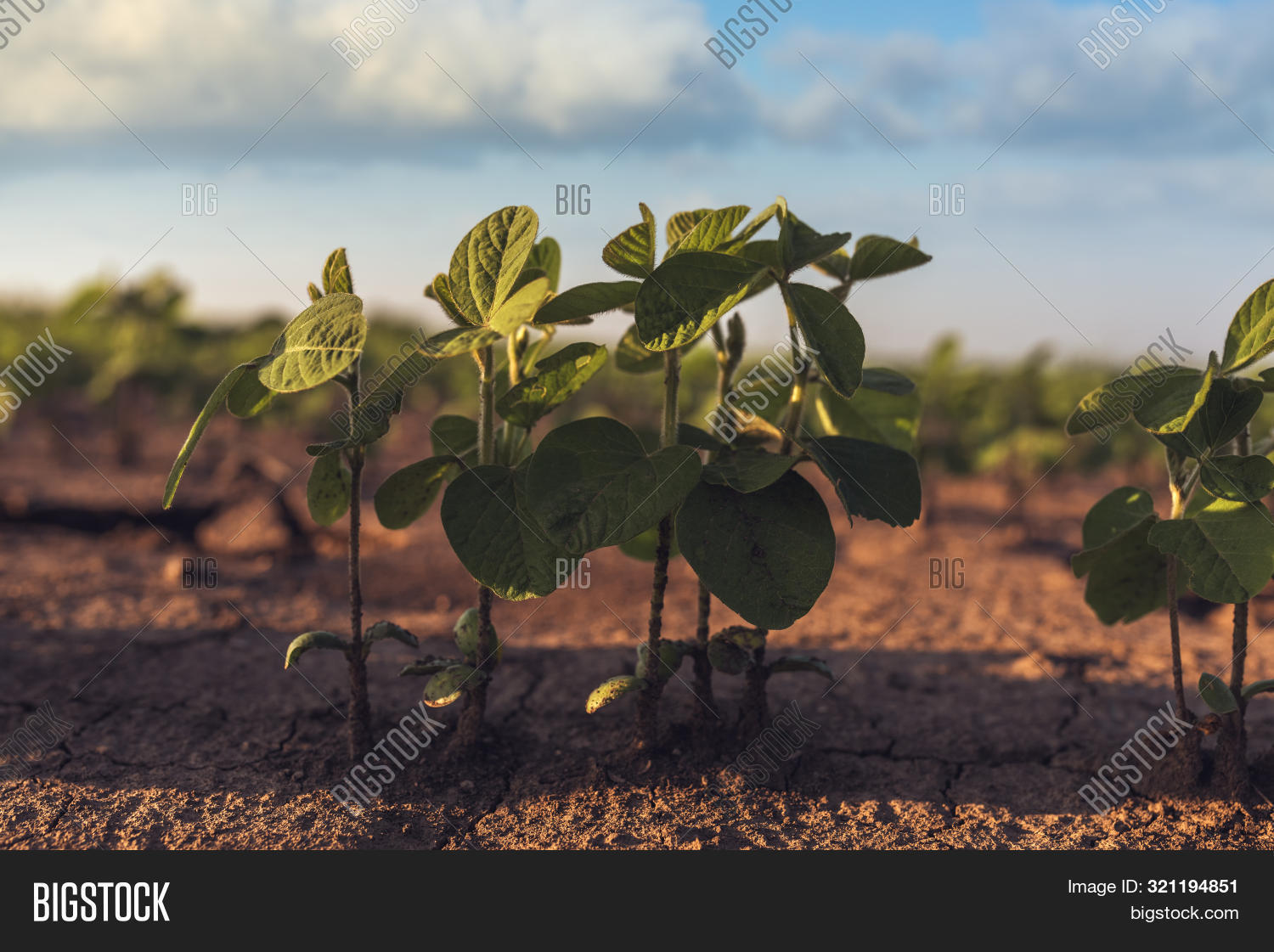 Soybean Crop Field, Image & Photo (Free Trial) | Bigstock