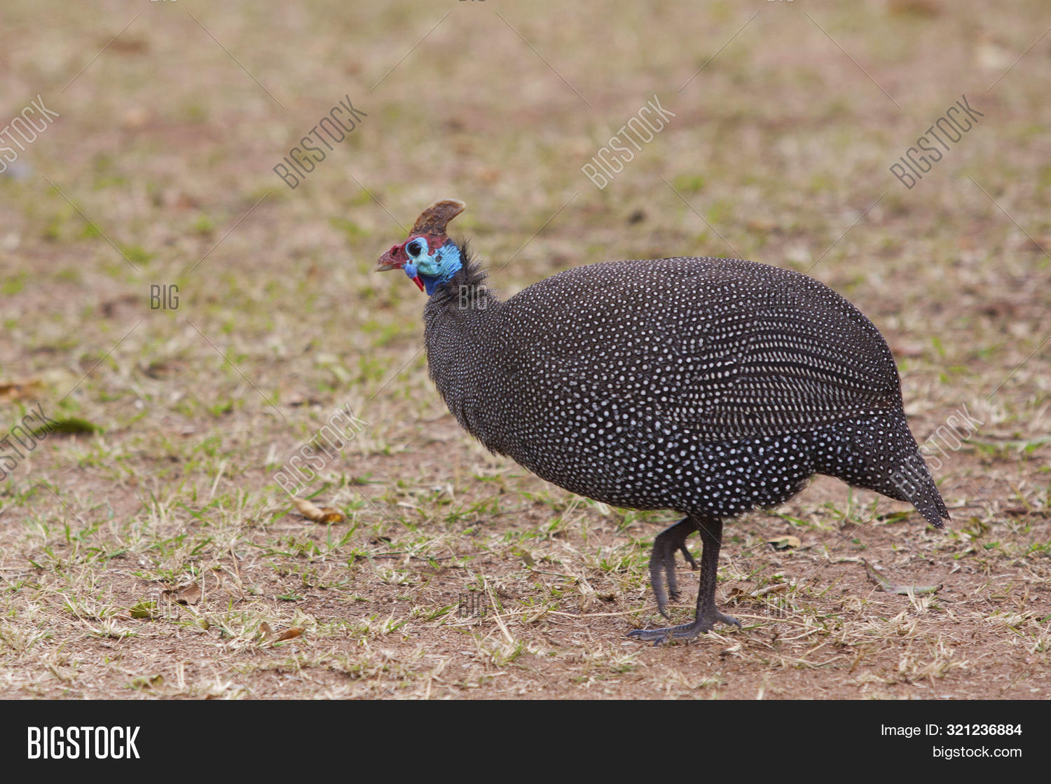 Colorful Helmeted Image & Photo (Free Trial) | Bigstock