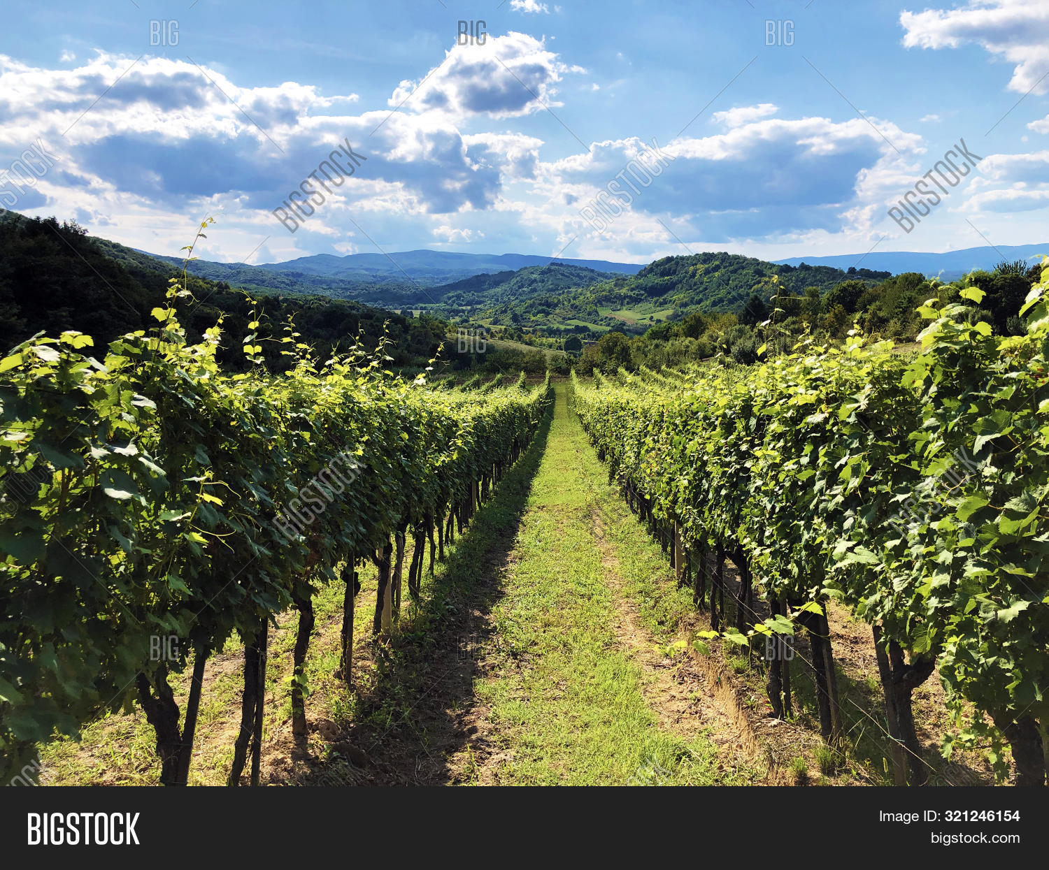 Slavonian Vineyards On Image & Photo (Free Trial) | Bigstock