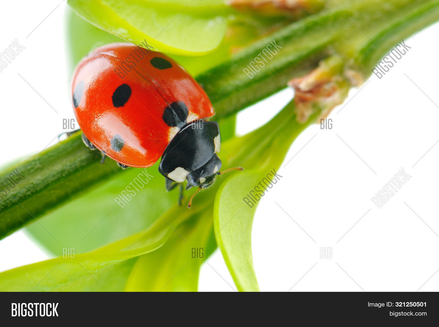 Ladybird On Green Leaf Image & Photo (Free Trial) | Bigstock