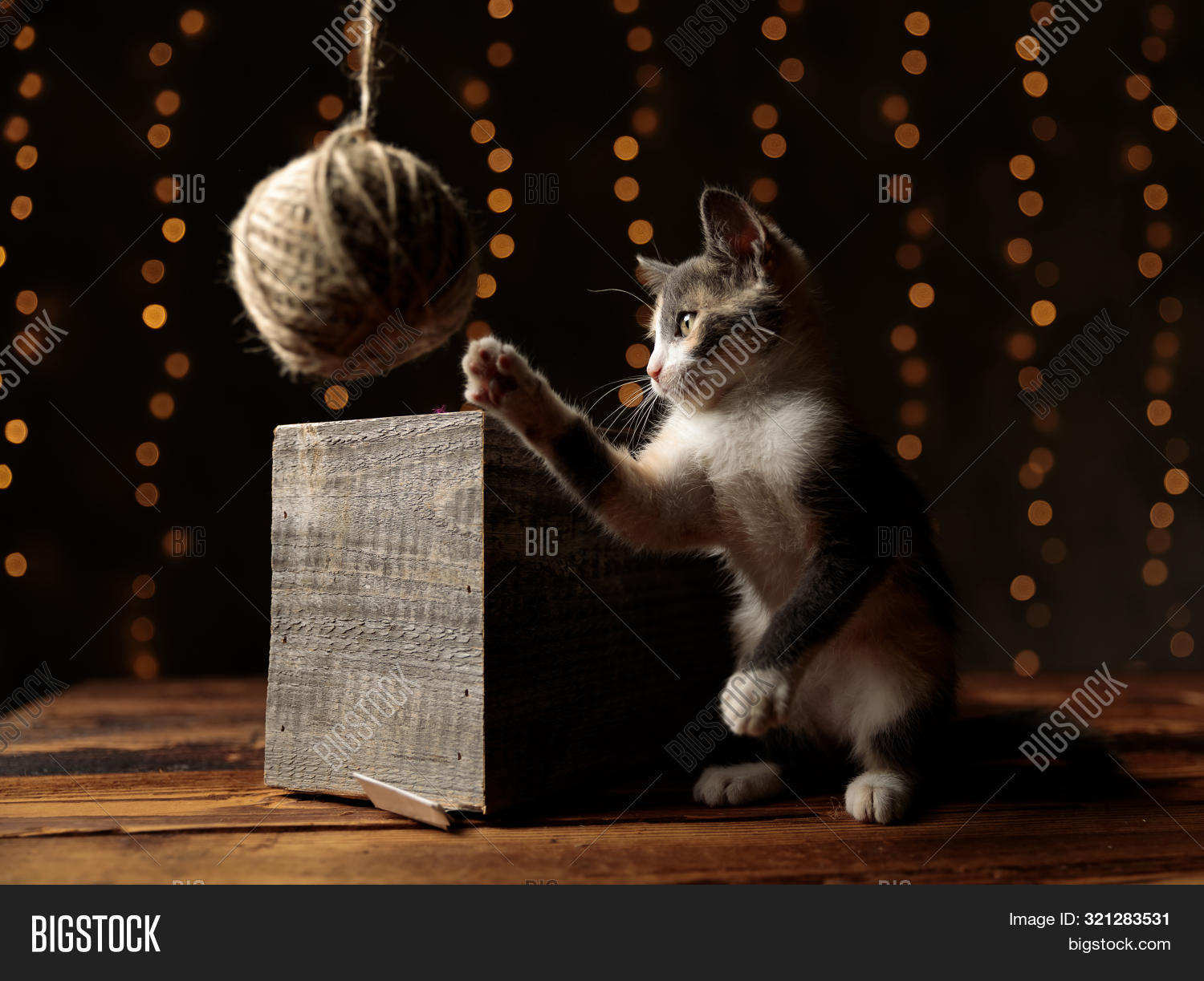 Cute Metis Cat Image & Photo (Free Trial) | Bigstock