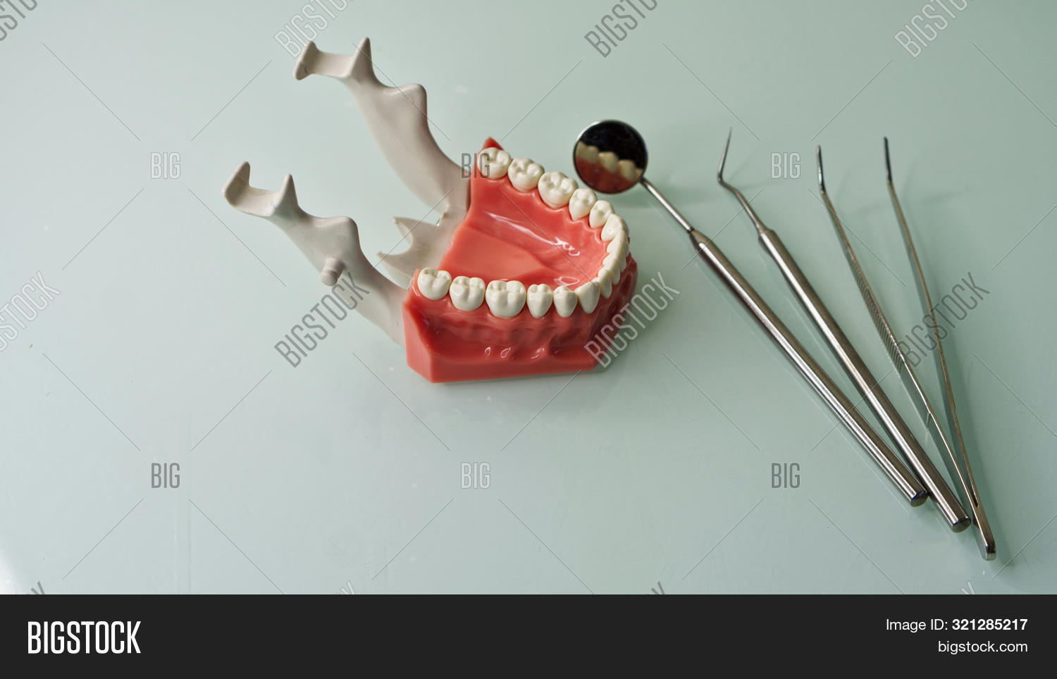 Layout Lower Jaw Image & Photo (Free Trial) | Bigstock