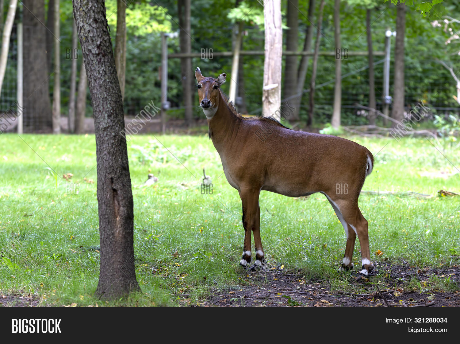 Nilgai - Blue Bull ( Image & Photo (Free Trial) | Bigstock