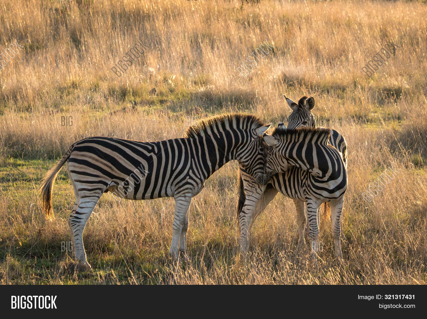 Big Zebra Stallion Image & Photo (Free Trial) | Bigstock