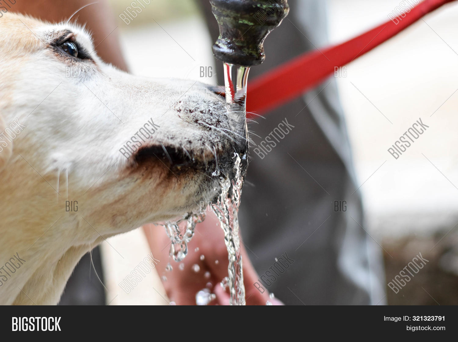 Cute Labrador Image & Photo (Free Trial) | Bigstock