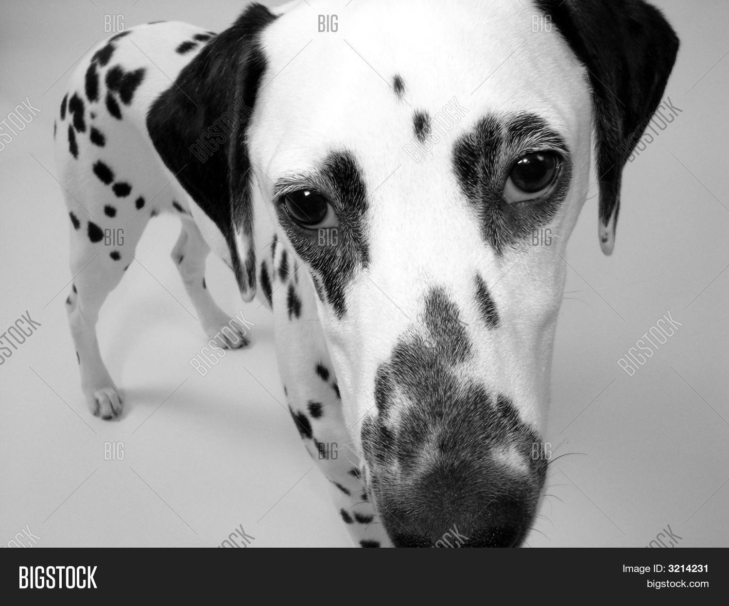 Dalmation Dog Image & Photo (Free Trial) | Bigstock