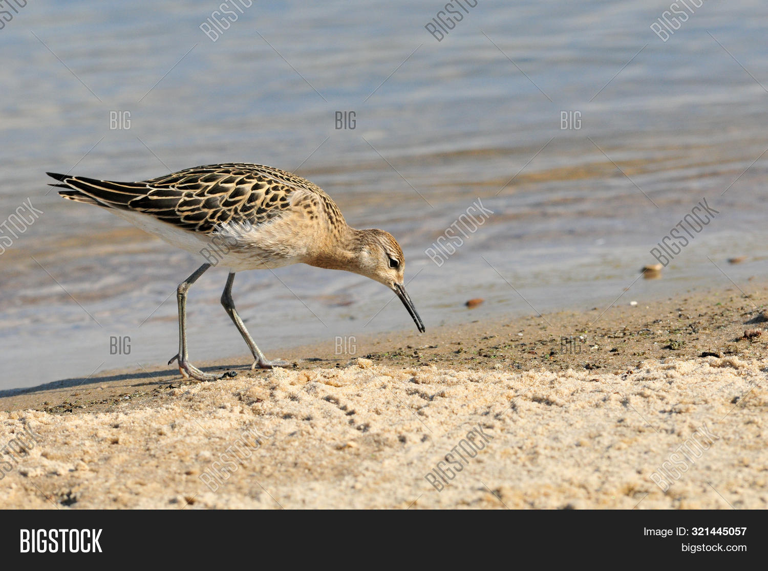 Sandpiper Bird Walks Image & Photo (Free Trial) | Bigstock