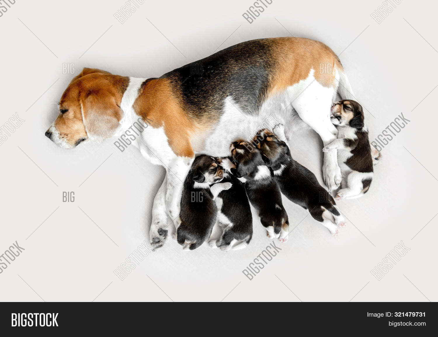 Beagle Mom Lying Image & Photo (Free Trial) | Bigstock