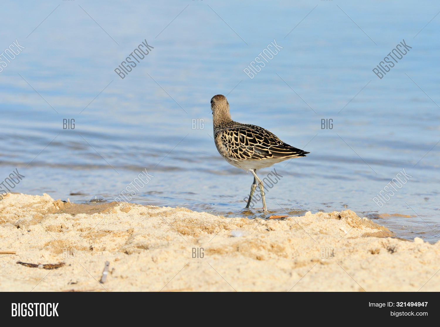 Sandpiper Bird Walks Image & Photo (Free Trial) | Bigstock