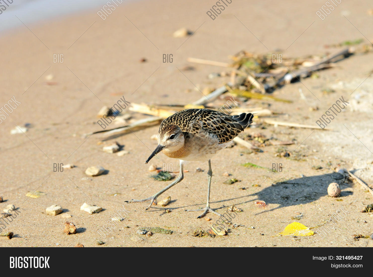 Sandpiper Bird Walks Image & Photo (Free Trial) | Bigstock