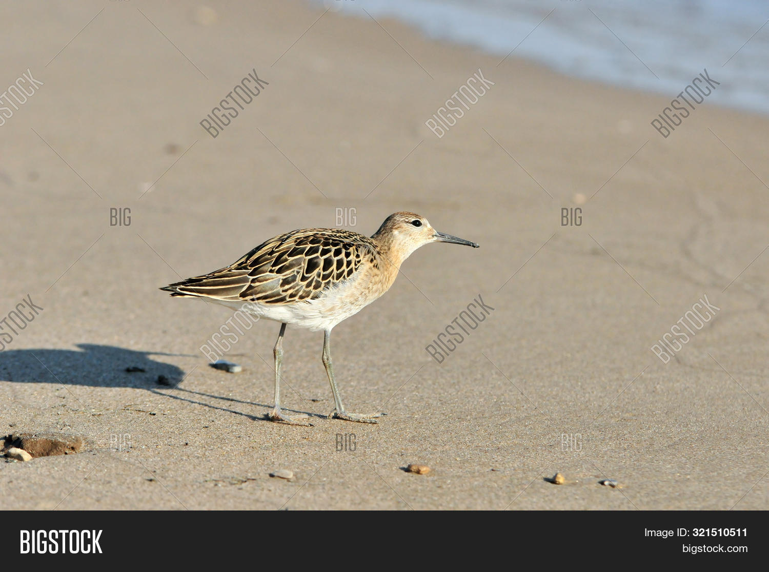 Sandpiper Bird Walks Image & Photo (Free Trial) | Bigstock