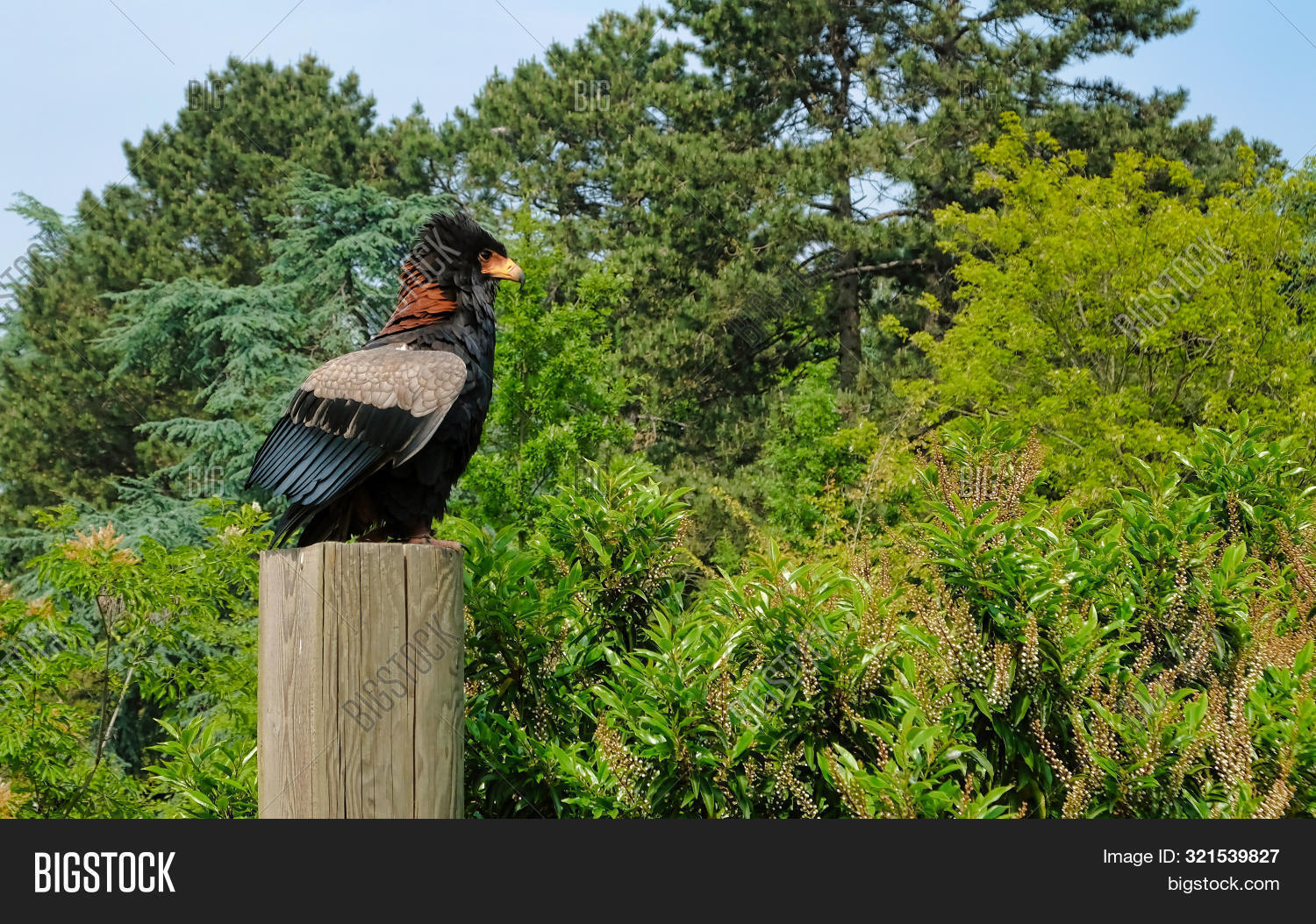 Predator Bird On Tree Image & Photo (Free Trial) | Bigstock