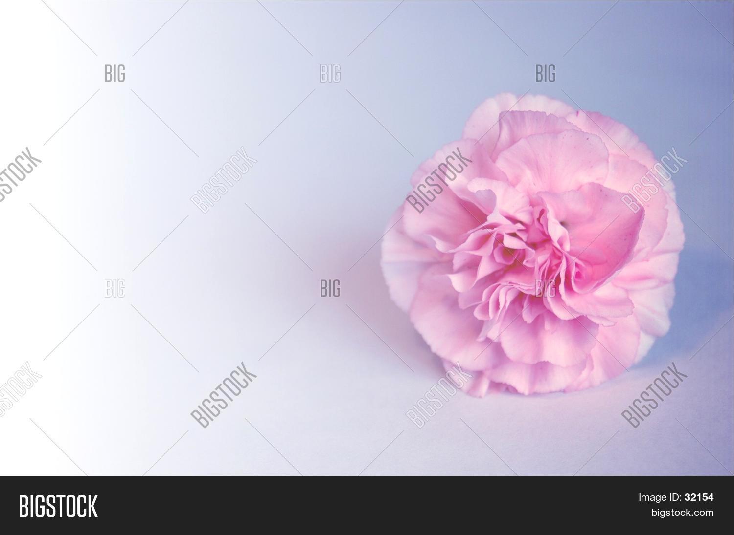 Lilac Carnation Image & Photo (Free Trial) | Bigstock