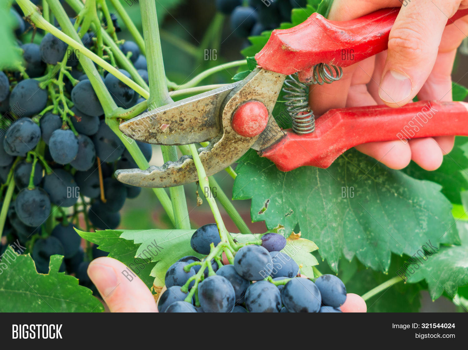 Farmers Gather Crop Image & Photo (Free Trial) | Bigstock
