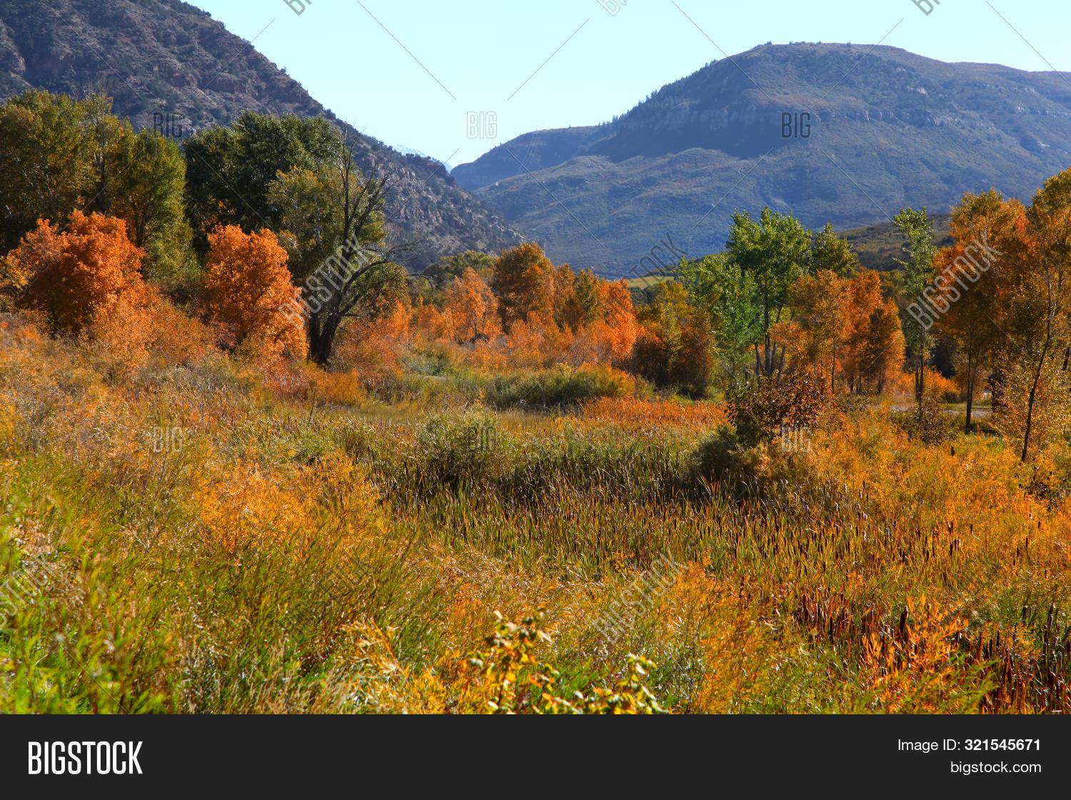 Aspens Cottonwoods Image & Photo (Free Trial) | Bigstock