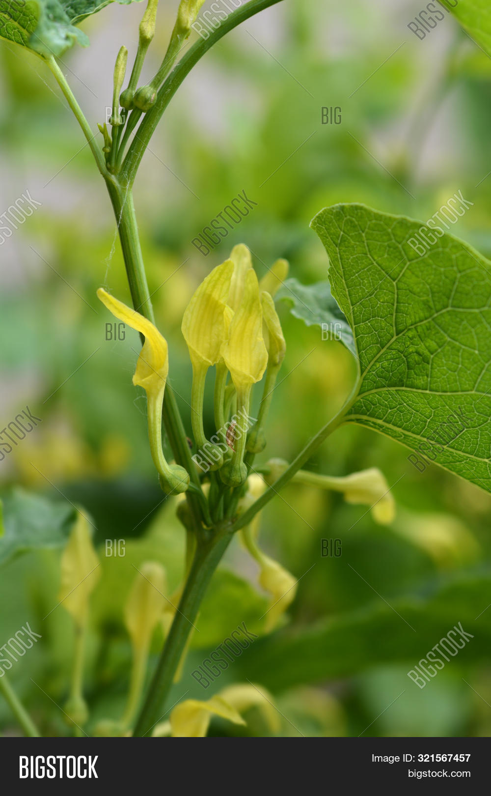 Common Birthwort - Image & Photo (Free Trial) | Bigstock