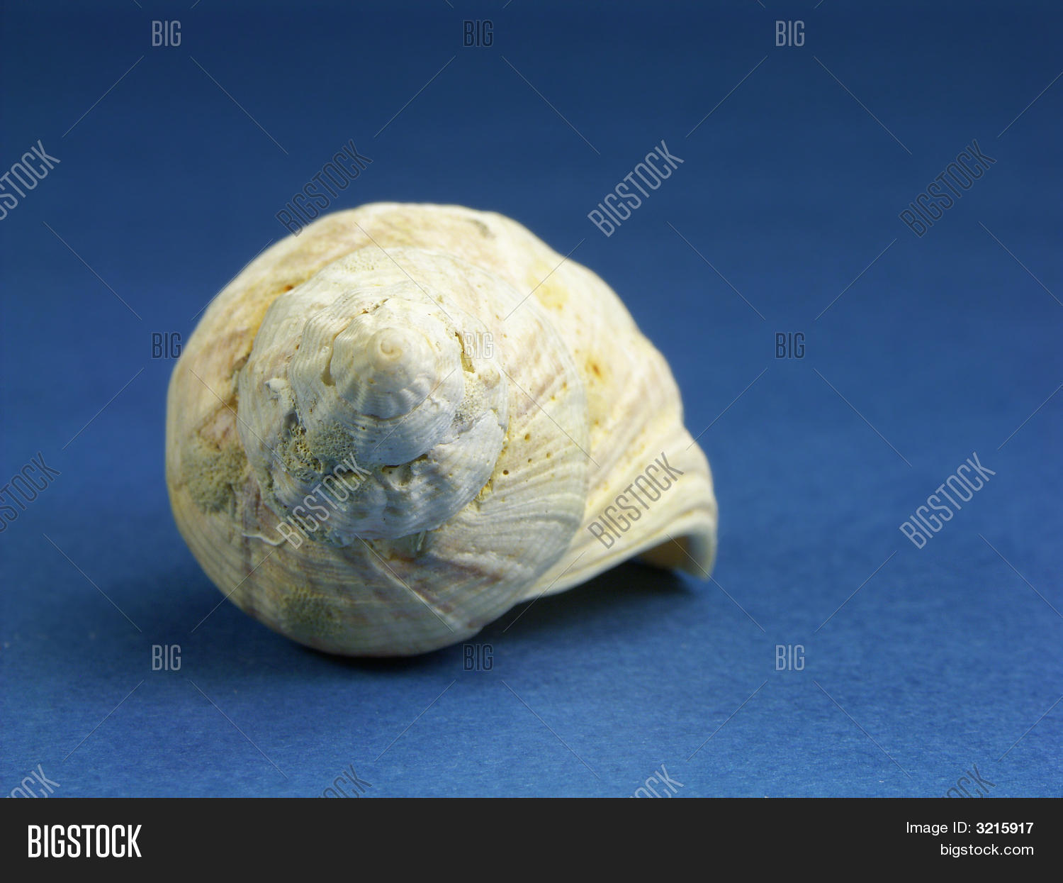 Common Northern Whelk Image & Photo (Free Trial) | Bigstock
