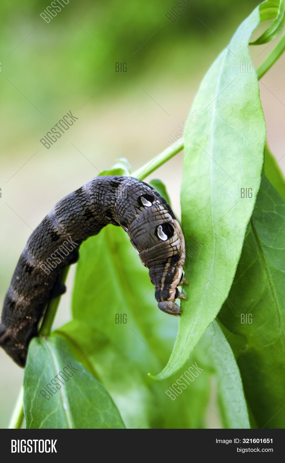 Larva Elephant Hawk Image & Photo (Free Trial) | Bigstock