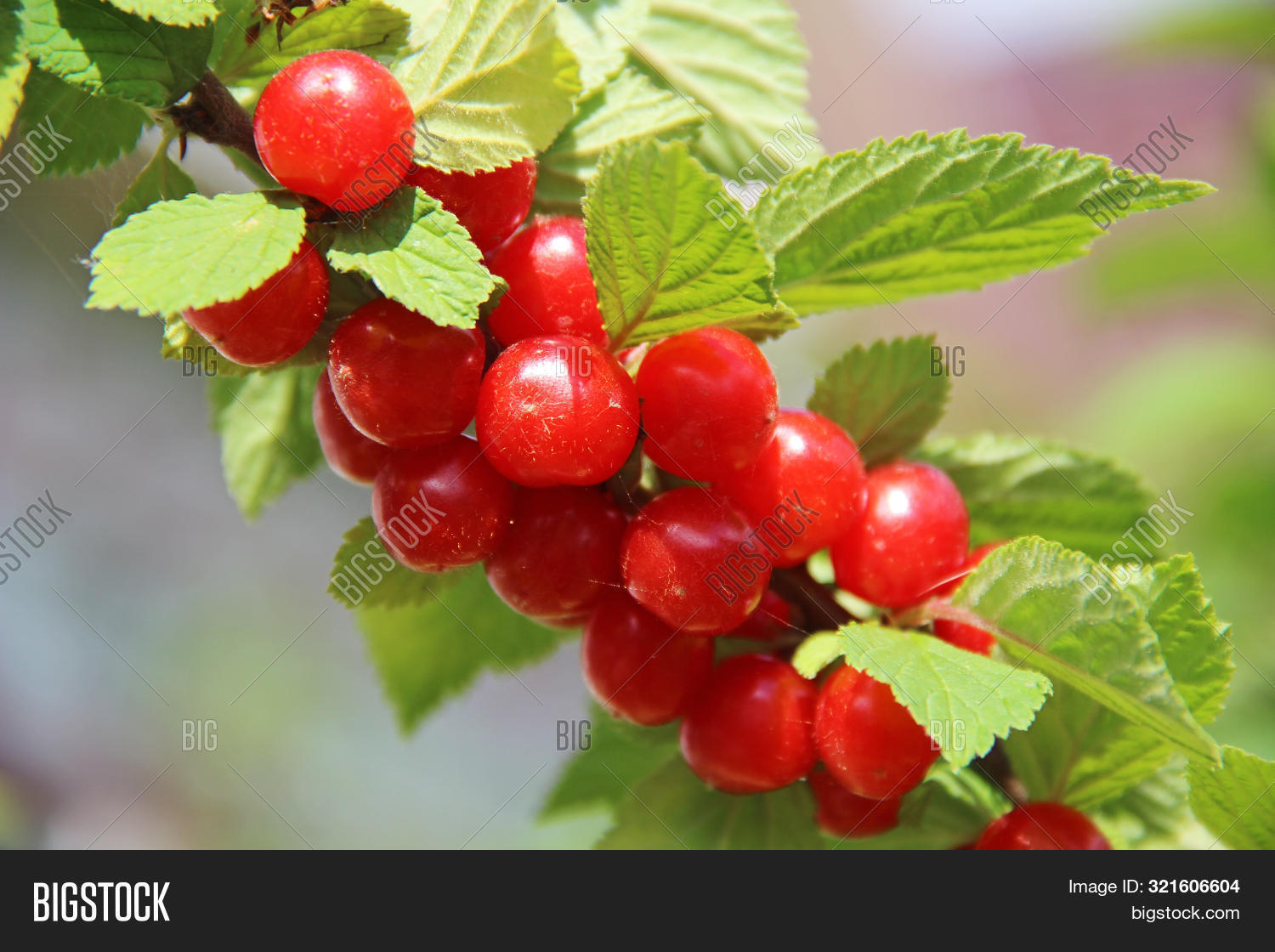 Red Nanking Cherries Image & Photo (Free Trial) | Bigstock