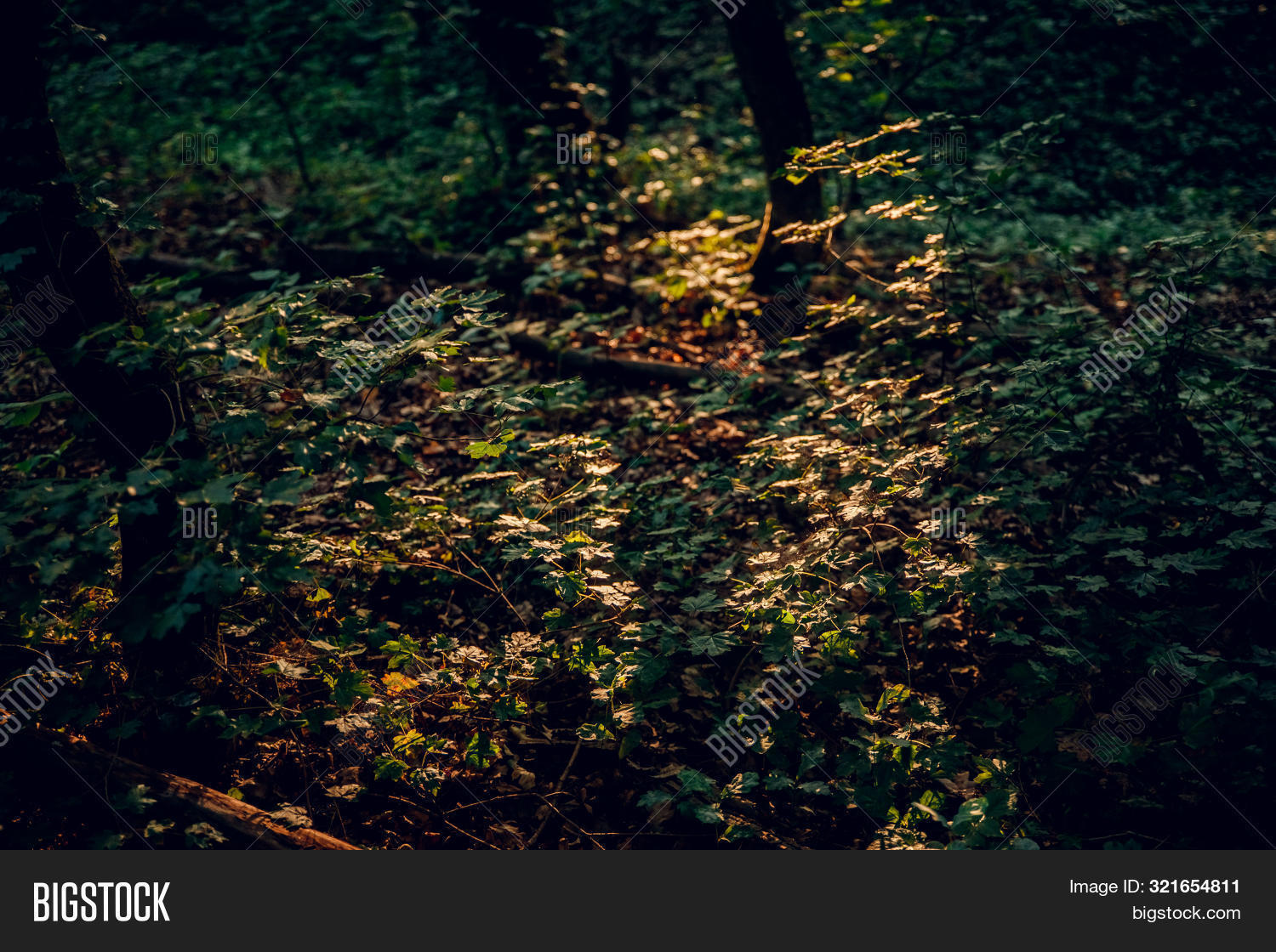 Forest Landscape. Sun Image & Photo (Free Trial) | Bigstock