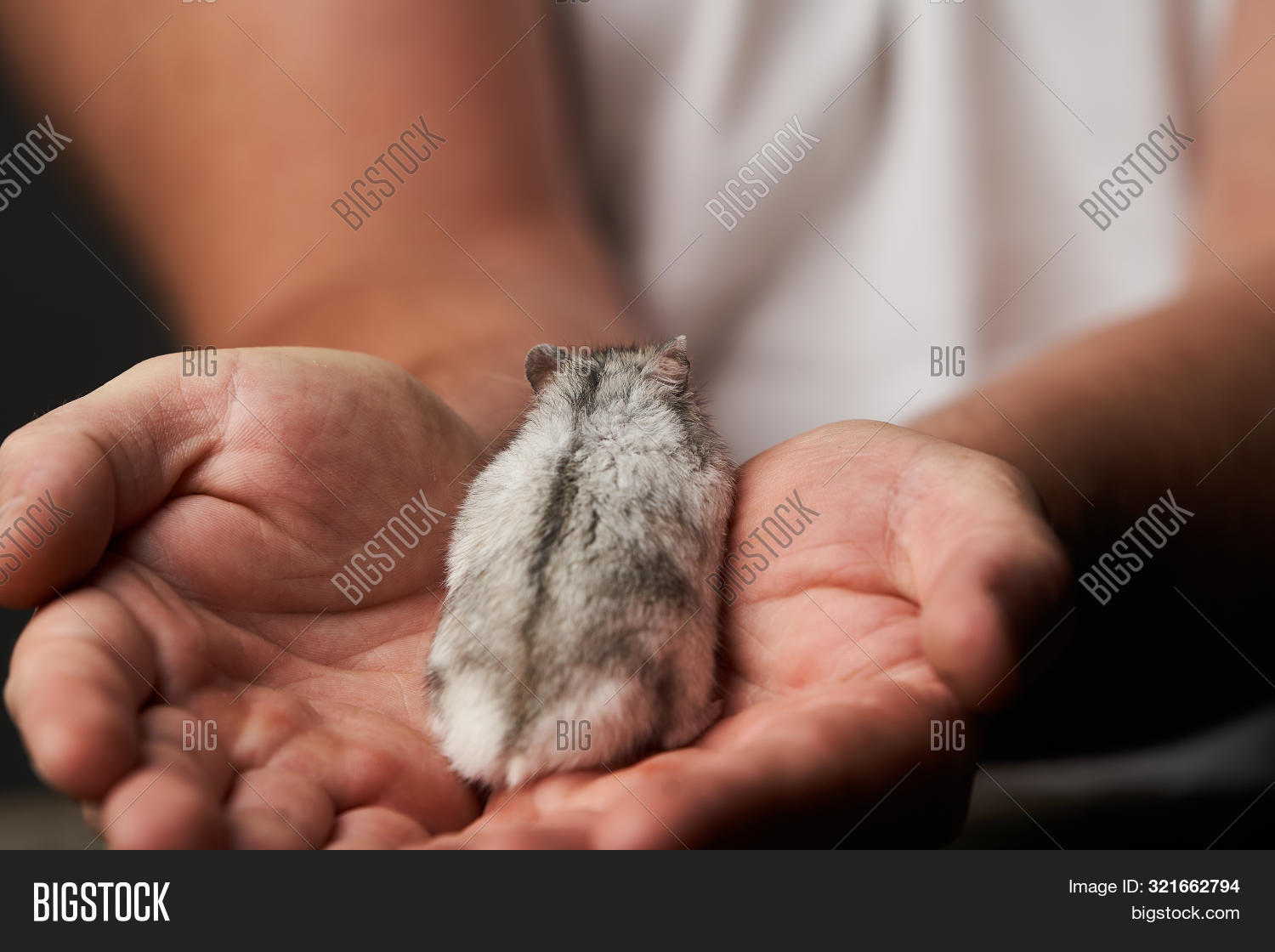 Small Domestic Hamster Image & Photo (Free Trial) | Bigstock