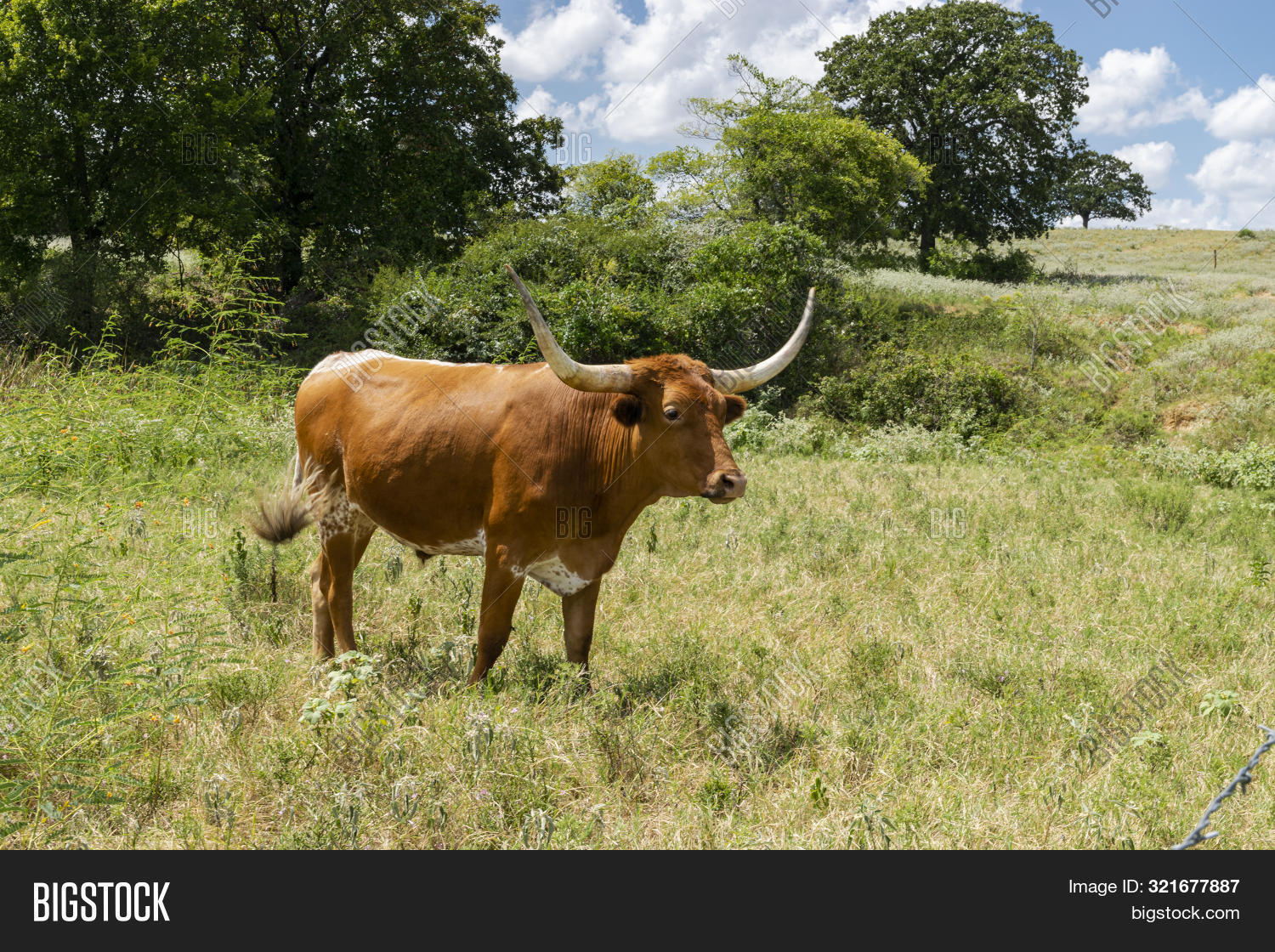 Brown Longhorn Bull Image & Photo (Free Trial) | Bigstock