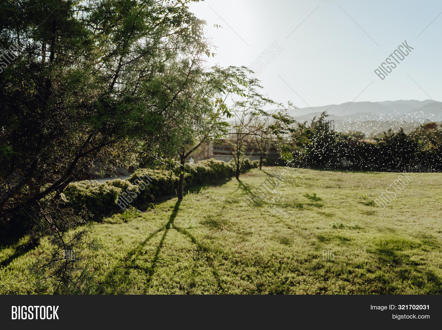 Green Trees Bush Park Image & Photo (Free Trial) | Bigstock