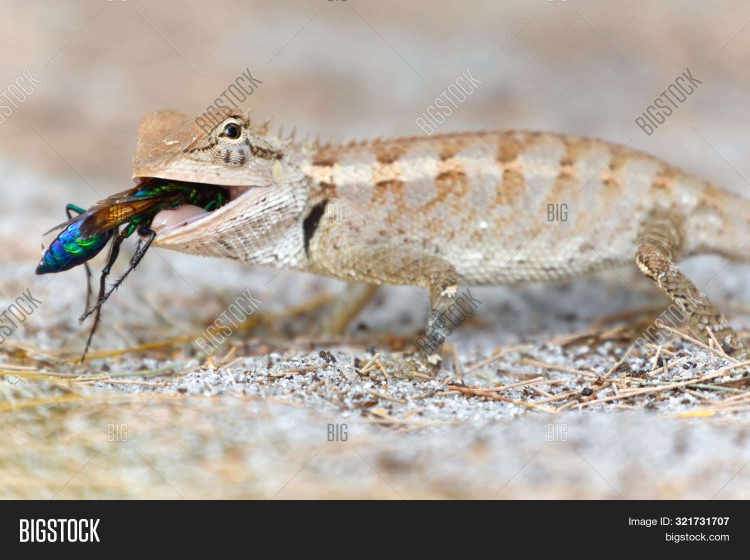 Wild Lizard Agamidae Image & Photo (Free Trial) | Bigstock