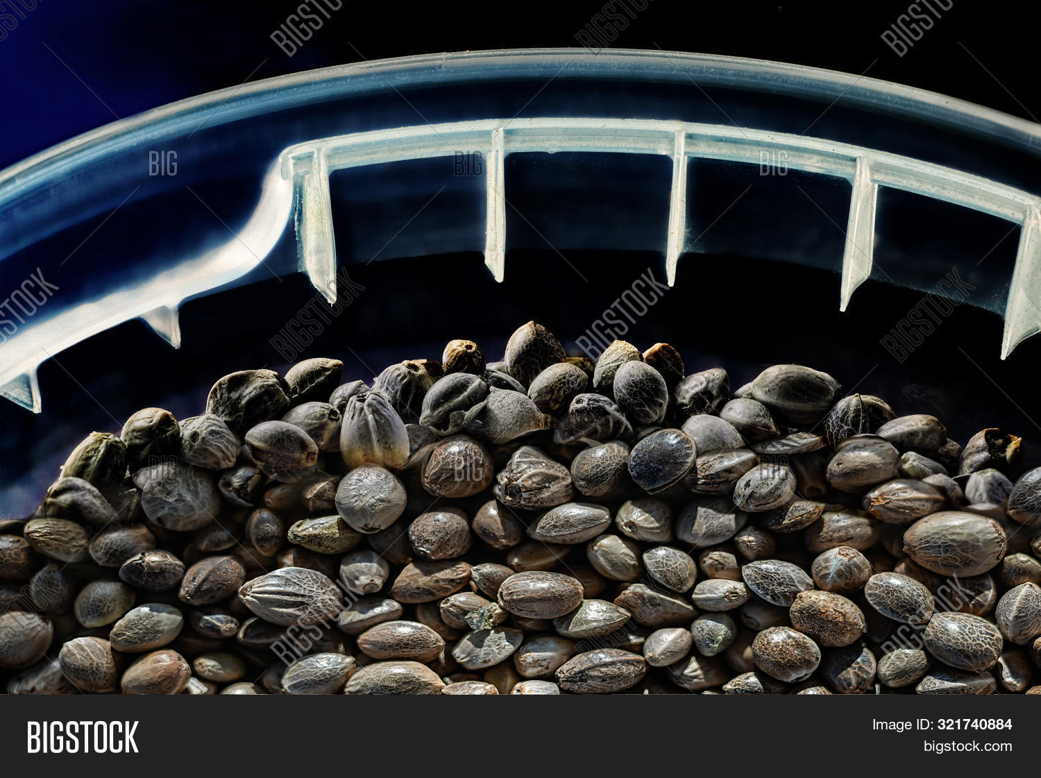 Hemp Seeds Plastic Box Image & Photo (Free Trial) | Bigstock
