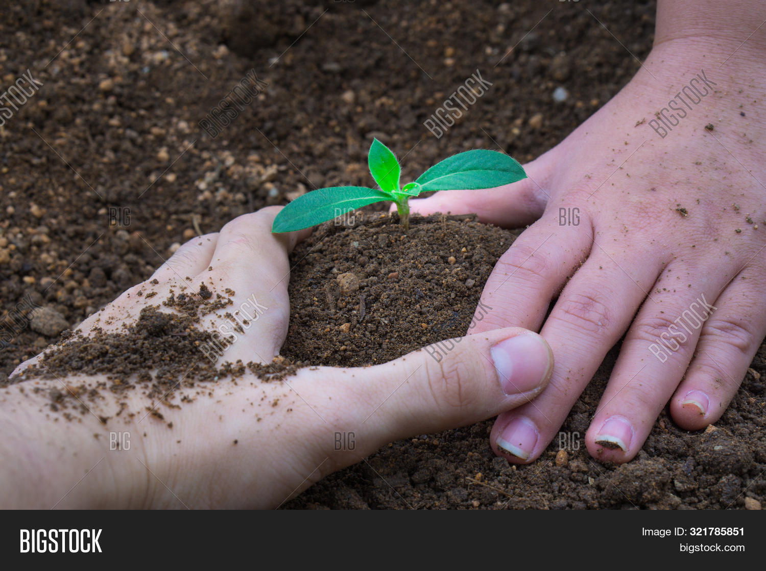 Close Hands Planting Image & Photo (Free Trial) | Bigstock