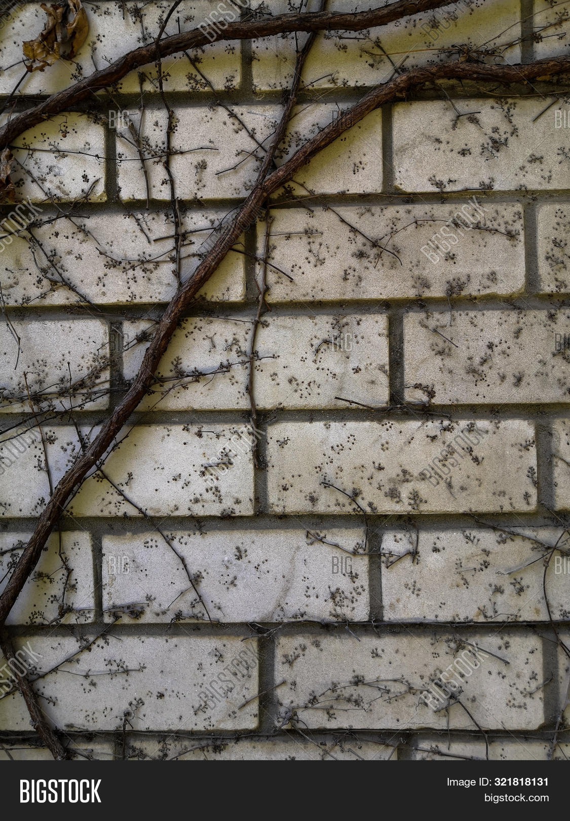 White Brick Wall Image & Photo (Free Trial) | Bigstock