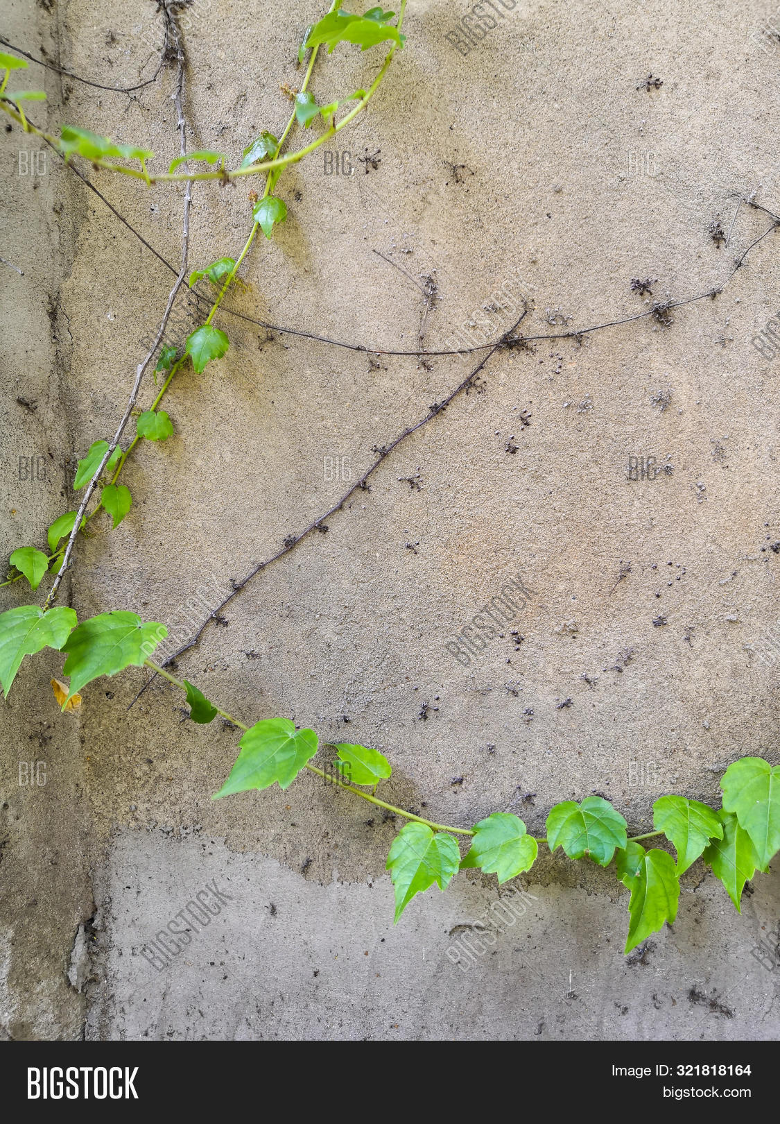 White Brick Wall Image & Photo (Free Trial) | Bigstock