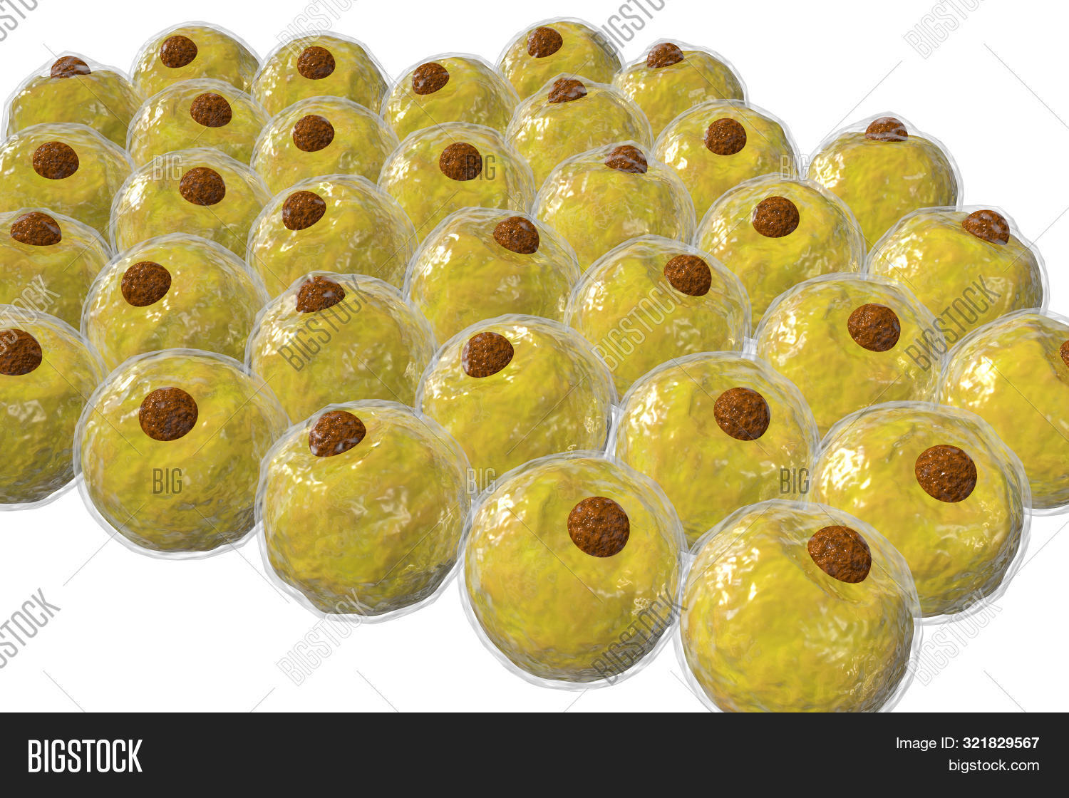 Healthy White Human Image & Photo (Free Trial) | Bigstock