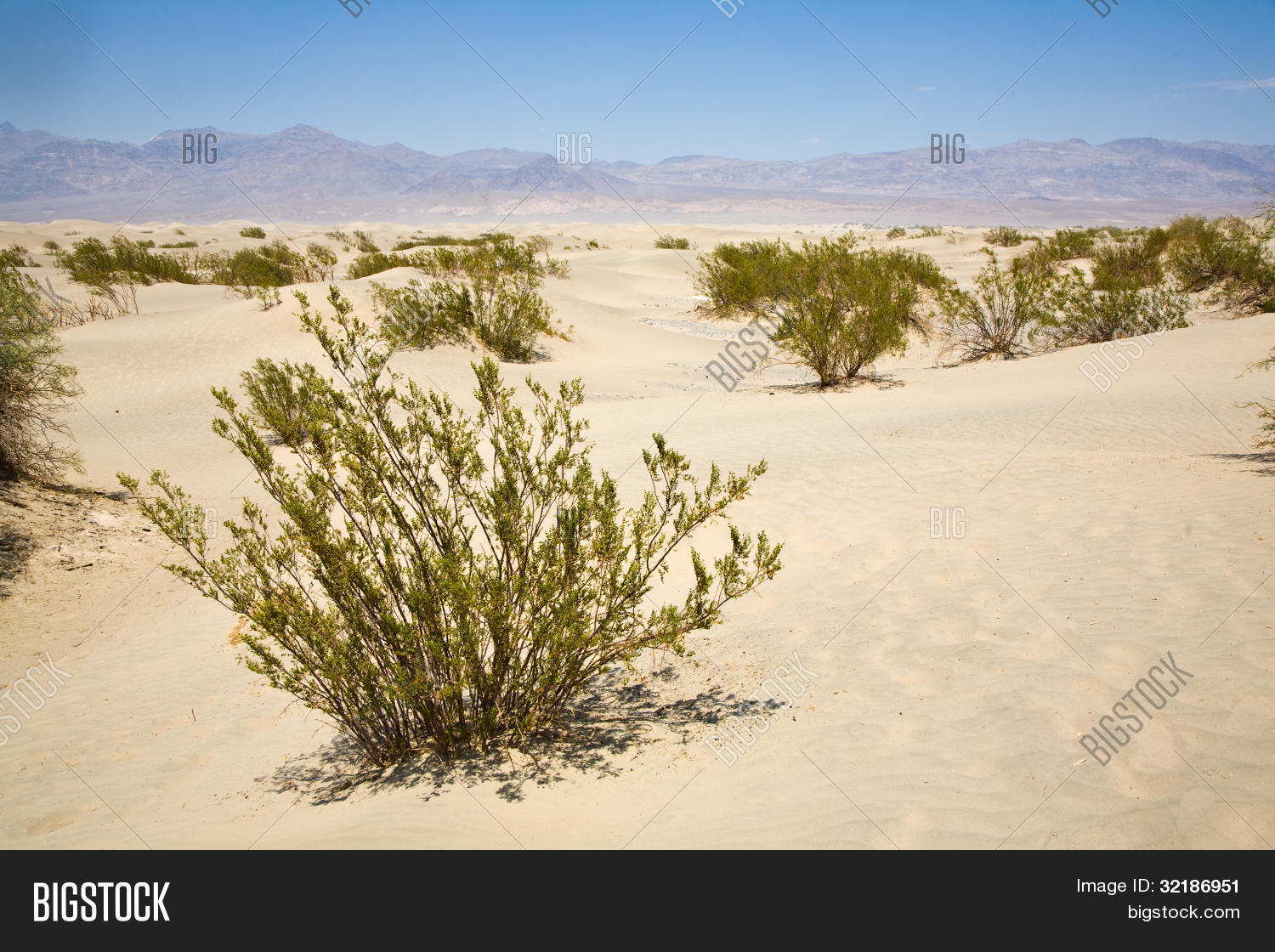 Dried Desert Gras Image & Photo (Free Trial) | Bigstock