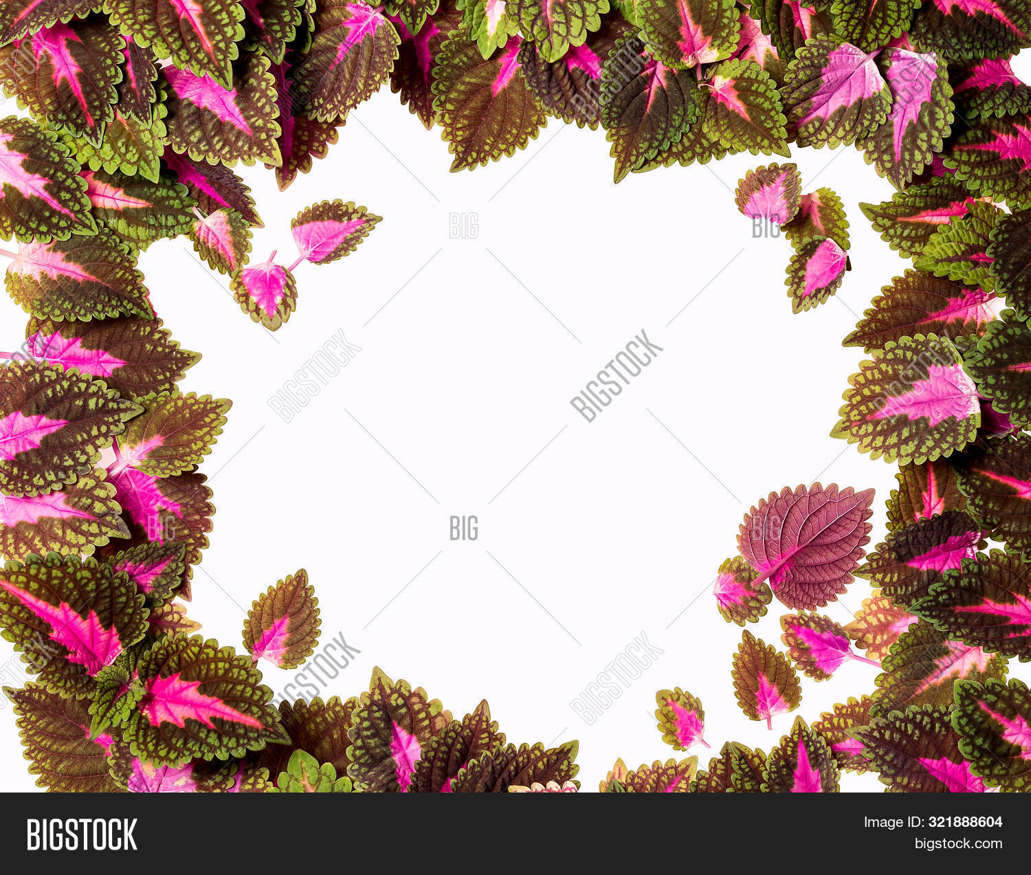 Frame Decorative Plant Image & Photo (Free Trial) | Bigstock
