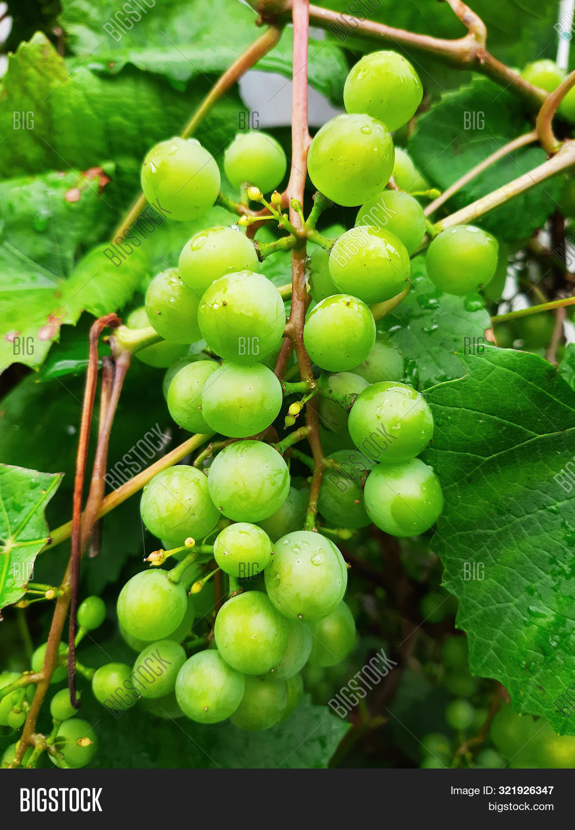 Unripened Green Grapes Image & Photo (Free Trial) | Bigstock