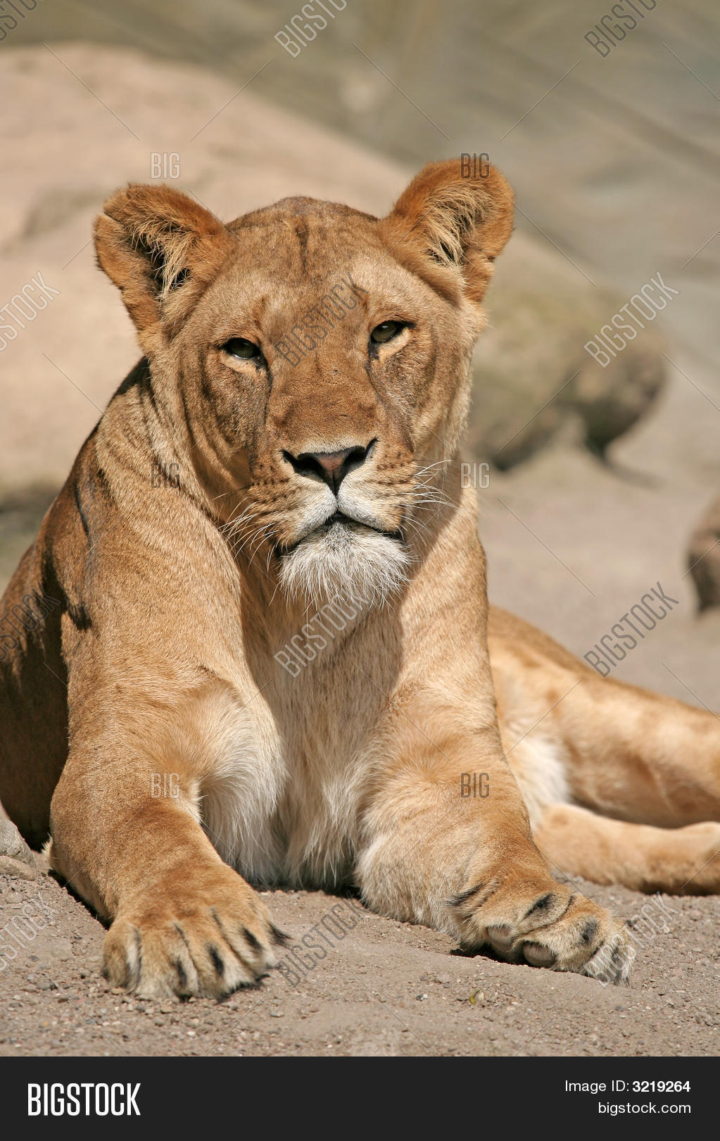 Lioness Image & Photo (Free Trial) | Bigstock