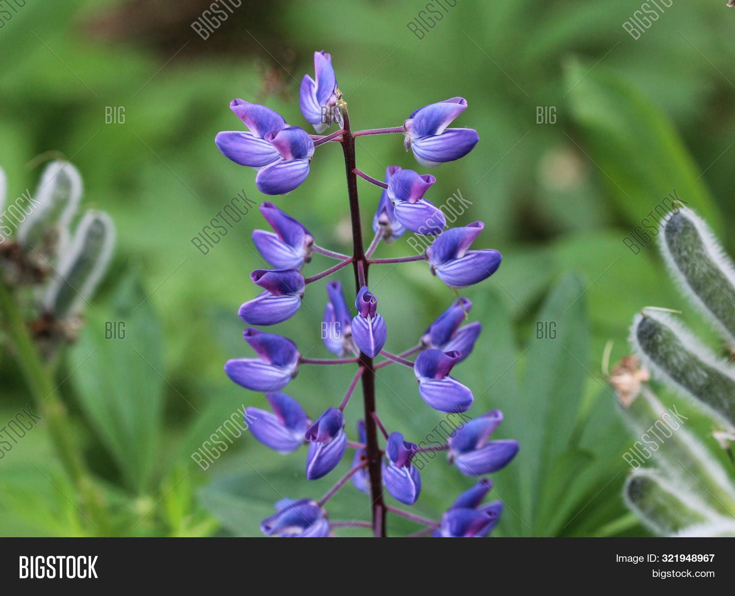 Lupinus Polyphyllus Image & Photo (Free Trial) | Bigstock