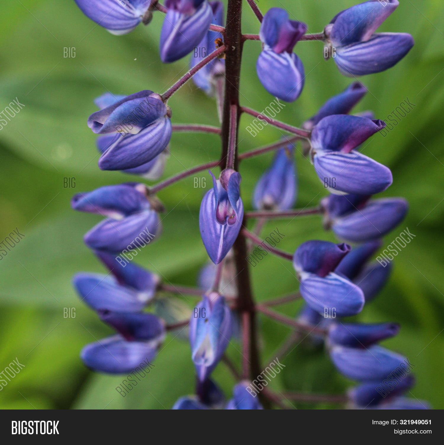 Lupinus Polyphyllus Image & Photo (Free Trial) | Bigstock