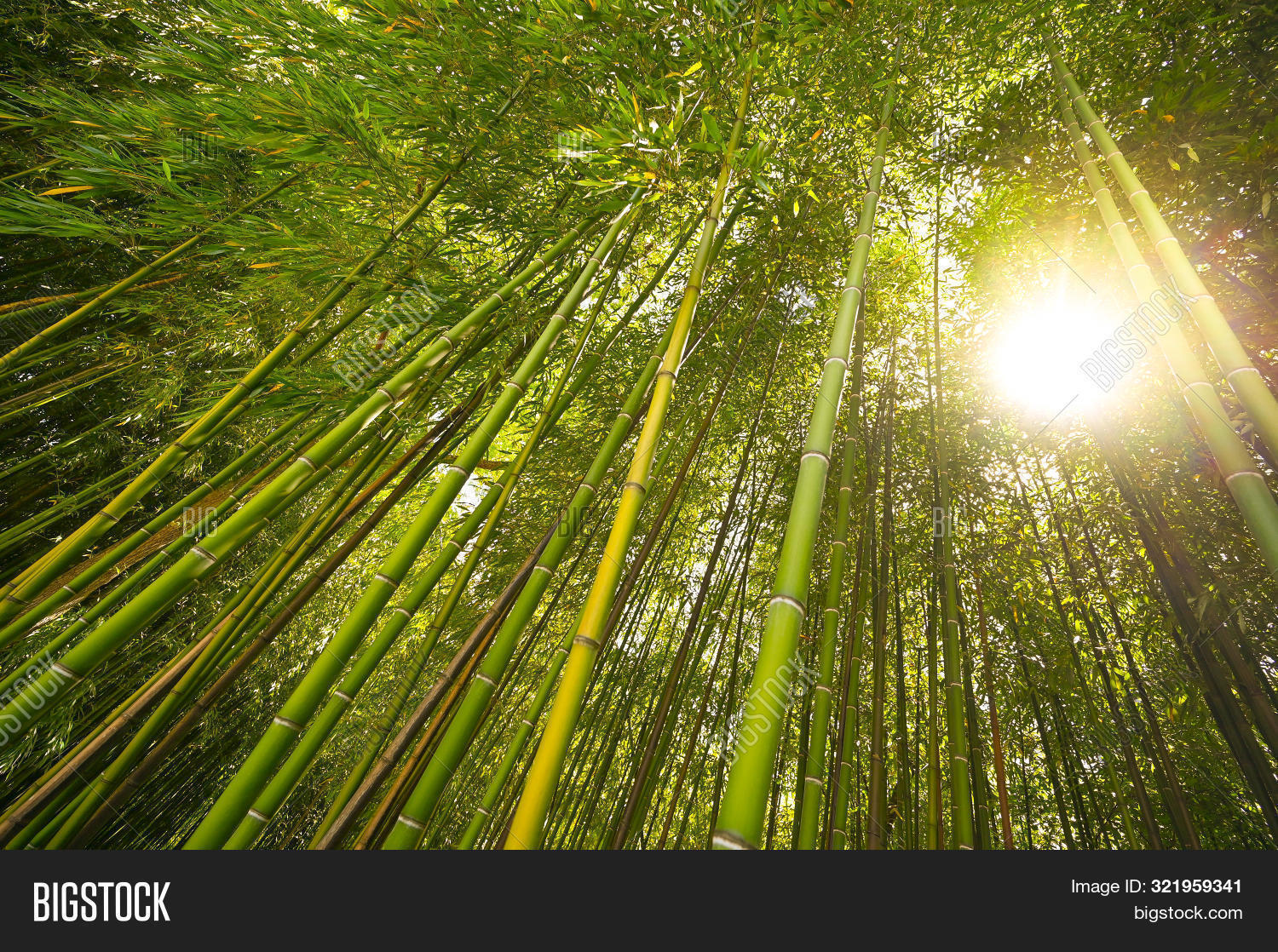 Bamboo Plantation, Image & Photo (Free Trial) | Bigstock